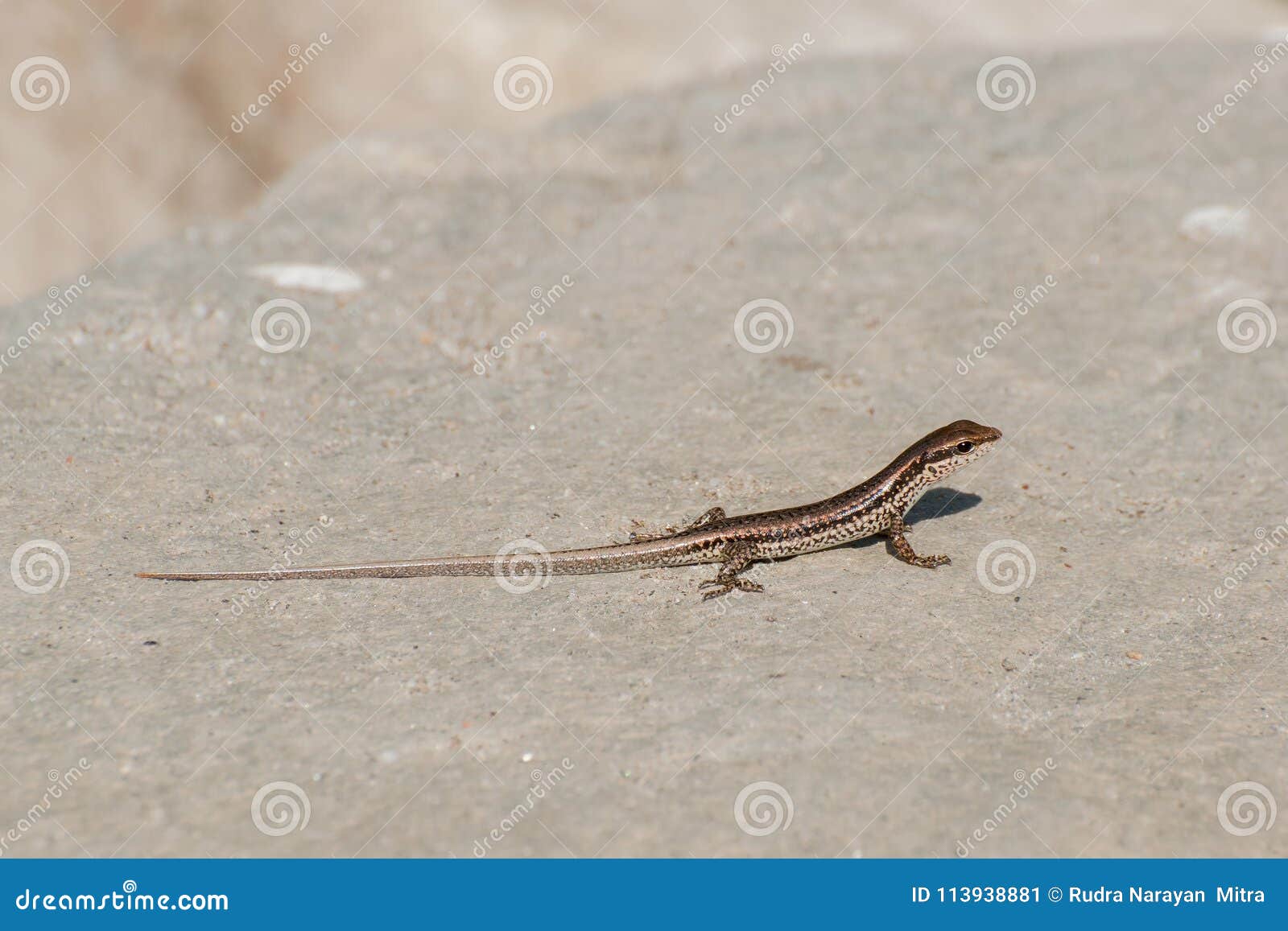 Lizard walking on rock stock image. Image of animal - 113938881