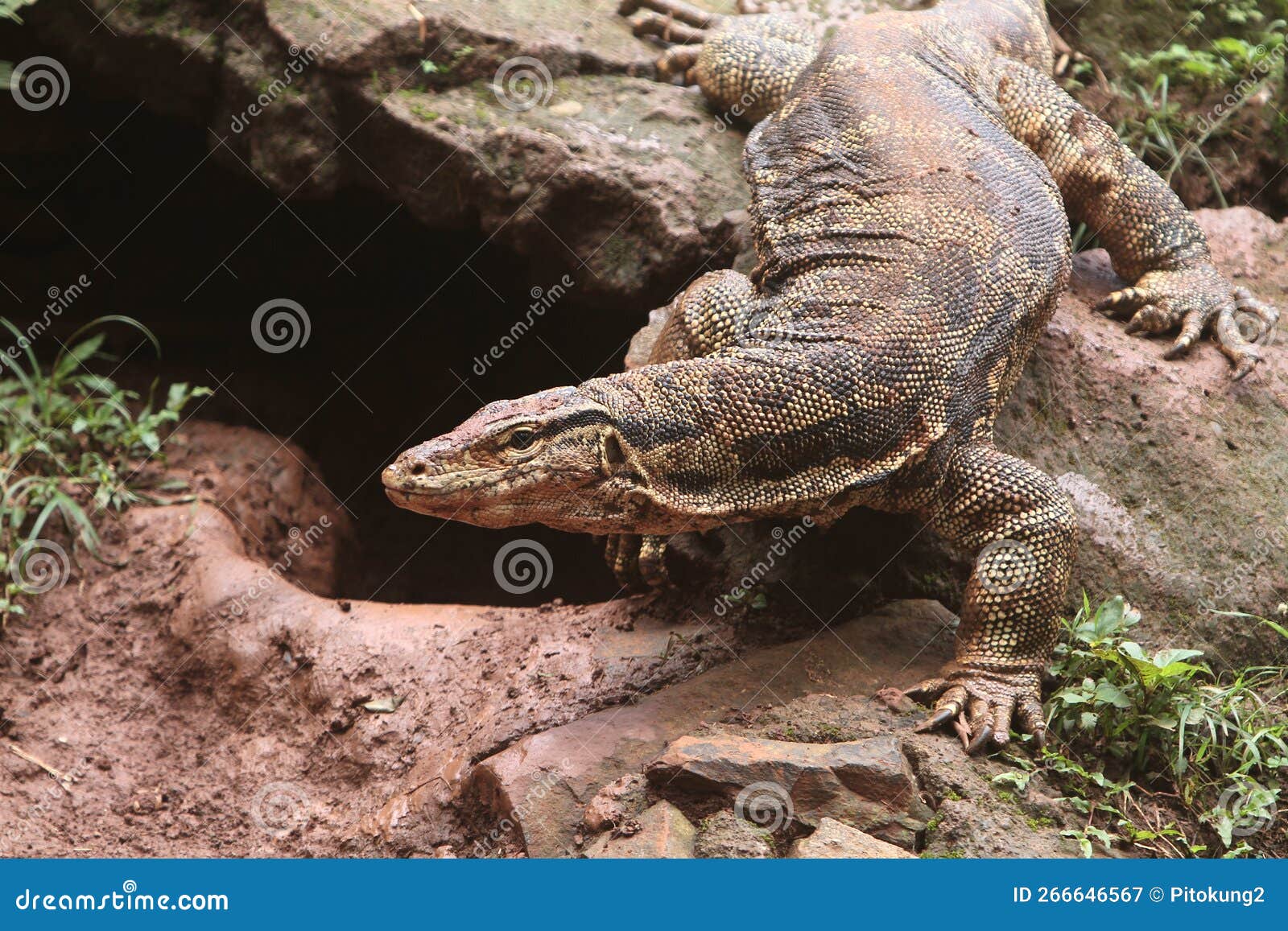 A Lizard Walking Towards a Hole in a Rock Stock Image - Image of ...