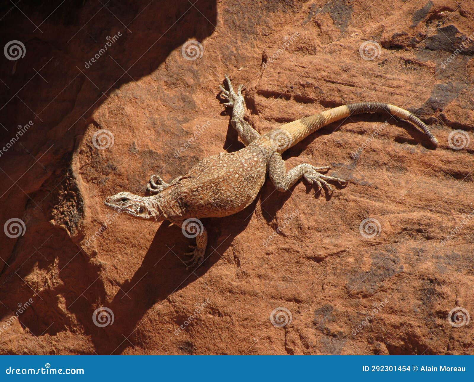 Lizard Walking on a Vertical Wall Stock Photo - Image of snake, reptile ...