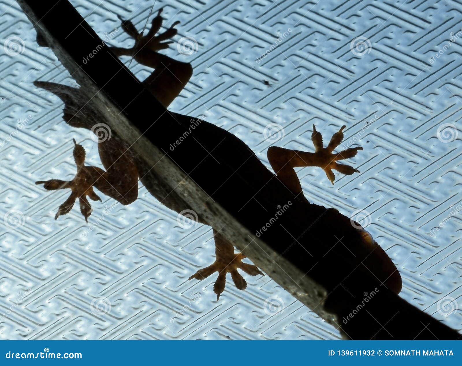 A Lizard Walks on a Glass Window. Stock Photo - Image of body, little ...