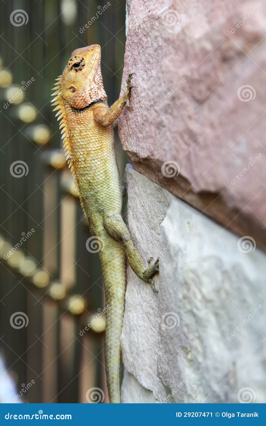 Lizard on the wall stock image. Image of head, gecko - 29207471
