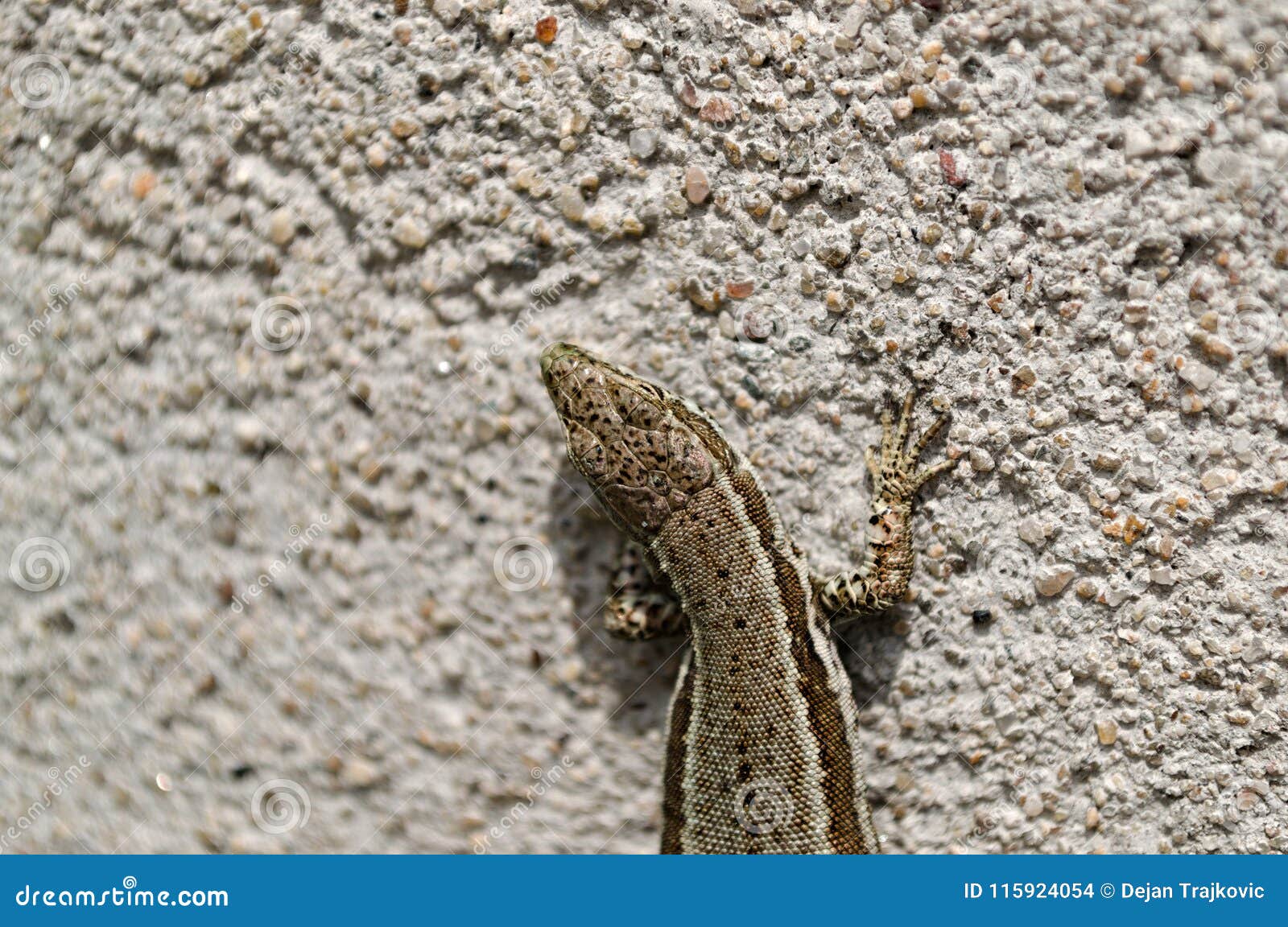 Lizard on the Wall, Close Up Stock Photo - Image of wildlife, reptile ...