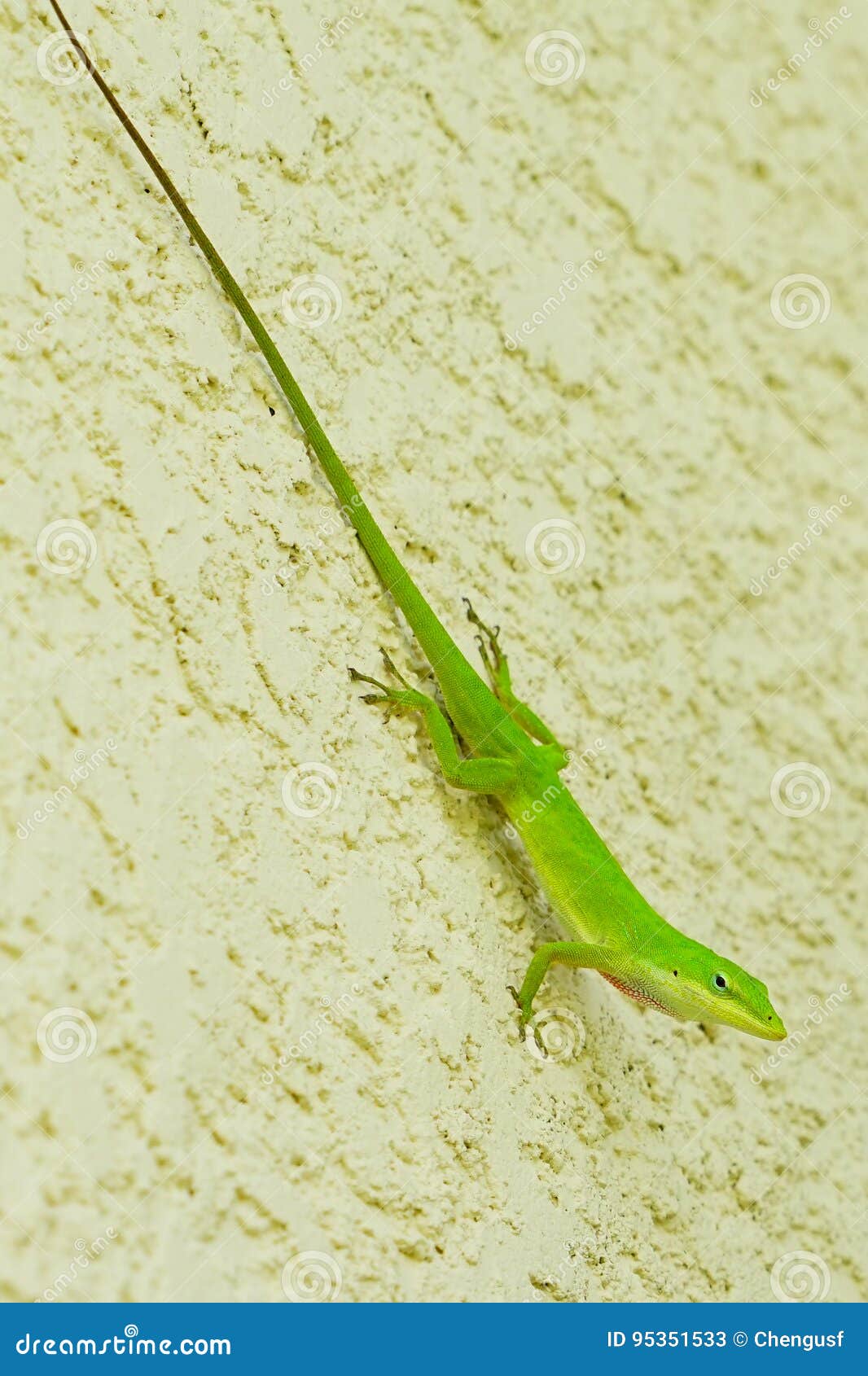 Lizard on wall stock image. Image of clung, building - 95351533