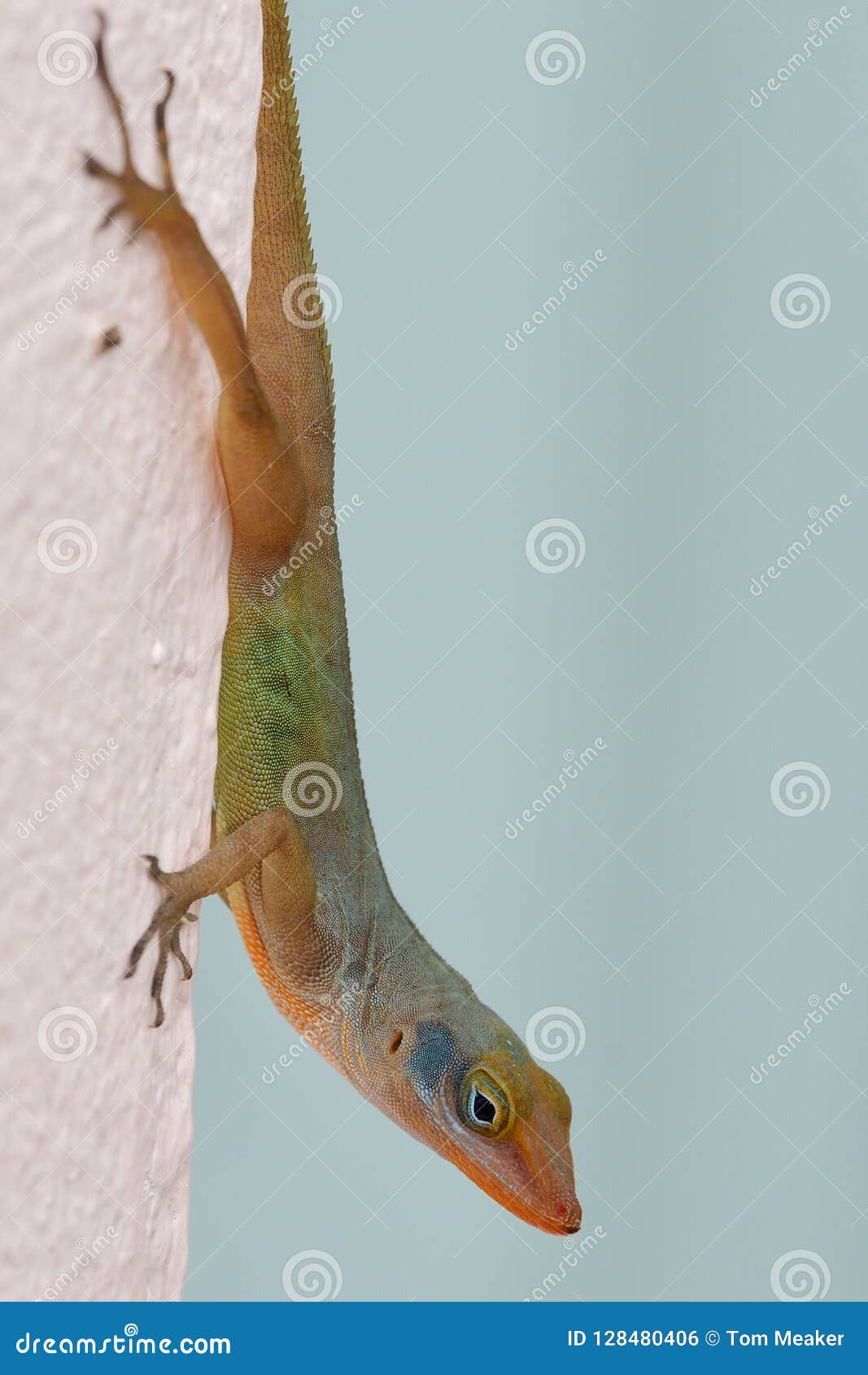 Lizard on a wall stock photo. Image of exotic, focus - 128480406