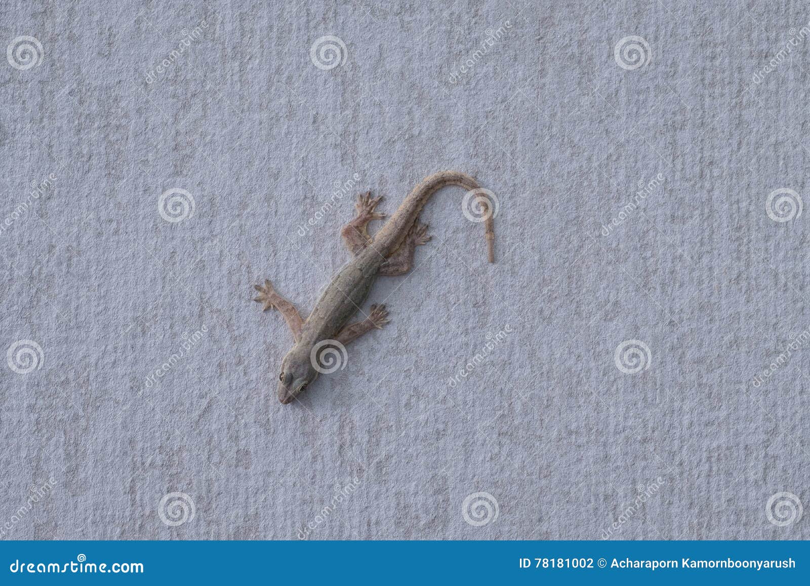 Lizard stock photo. Image of geko, close, lizard, tropical - 78181002