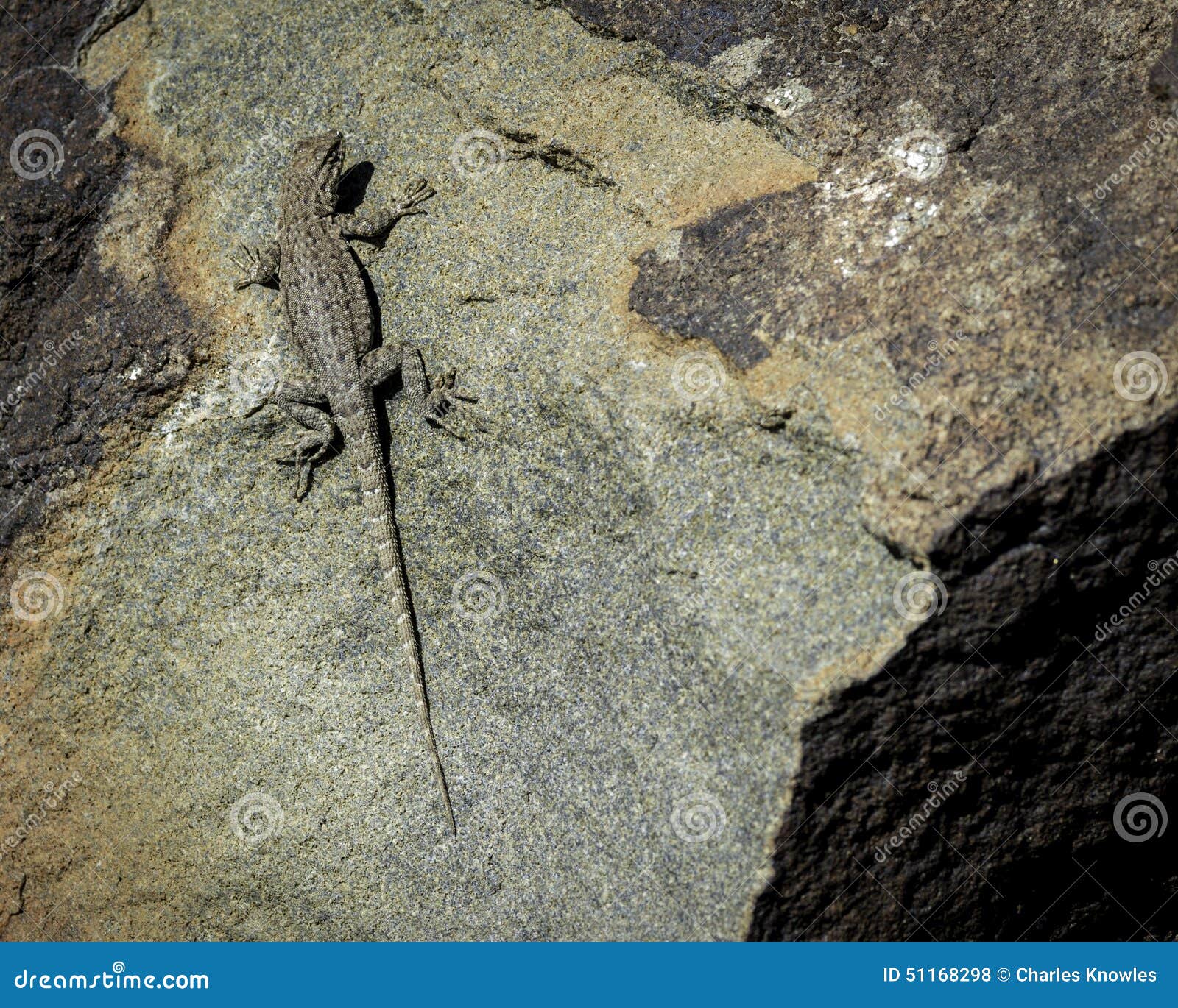 Lizard on a Warm Rock Morning Sun Stock Photo - Image of nature, brown ...
