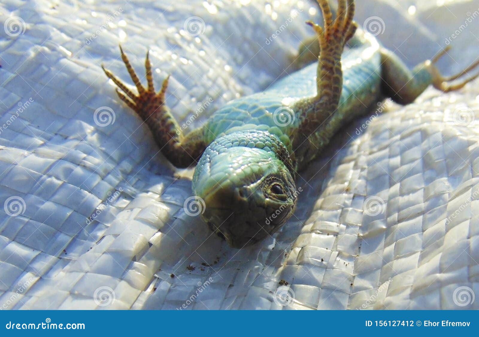 Lizard Warms His Belly on the Burlap Stock Photo - Image of closeup ...