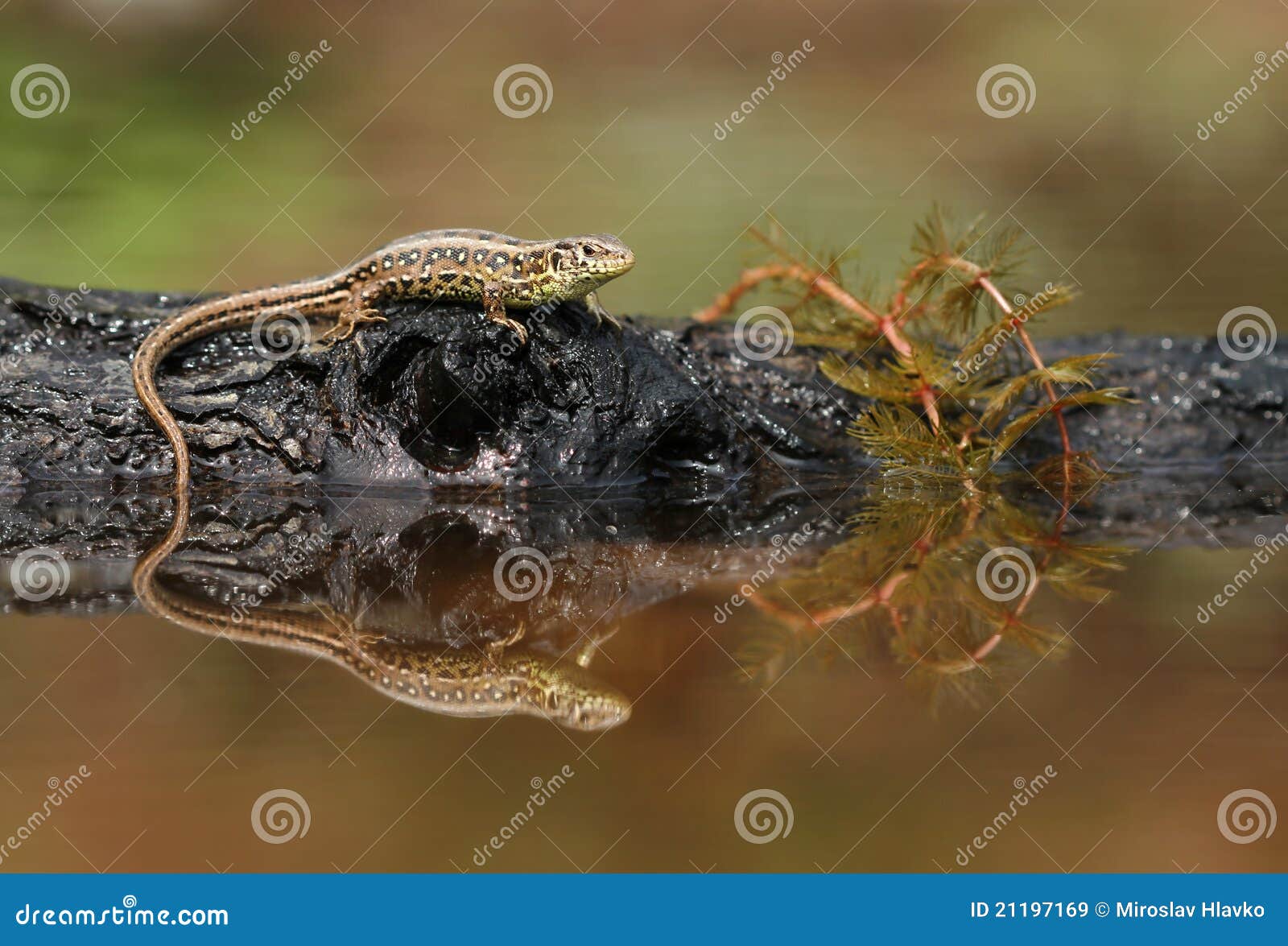 Lizard with water plant stock image. Image of mirror - 21197169