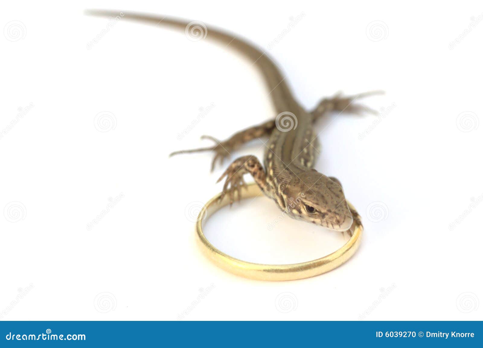 Lizard with wedding ring stock photo. Image of engagement - 6039270