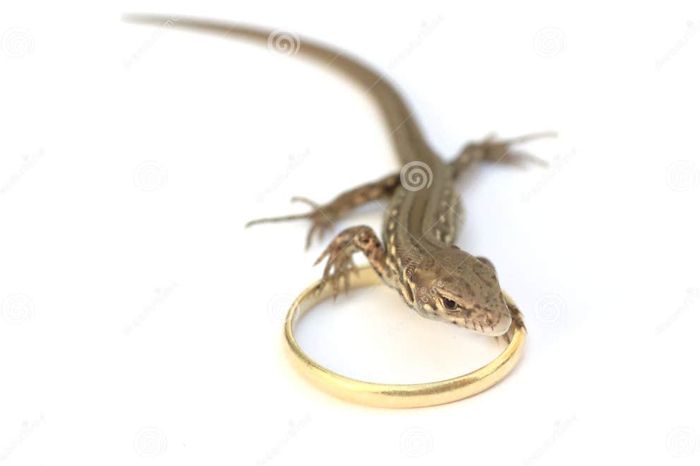 Lizard with wedding ring stock photo. Image of engagement - 6039270