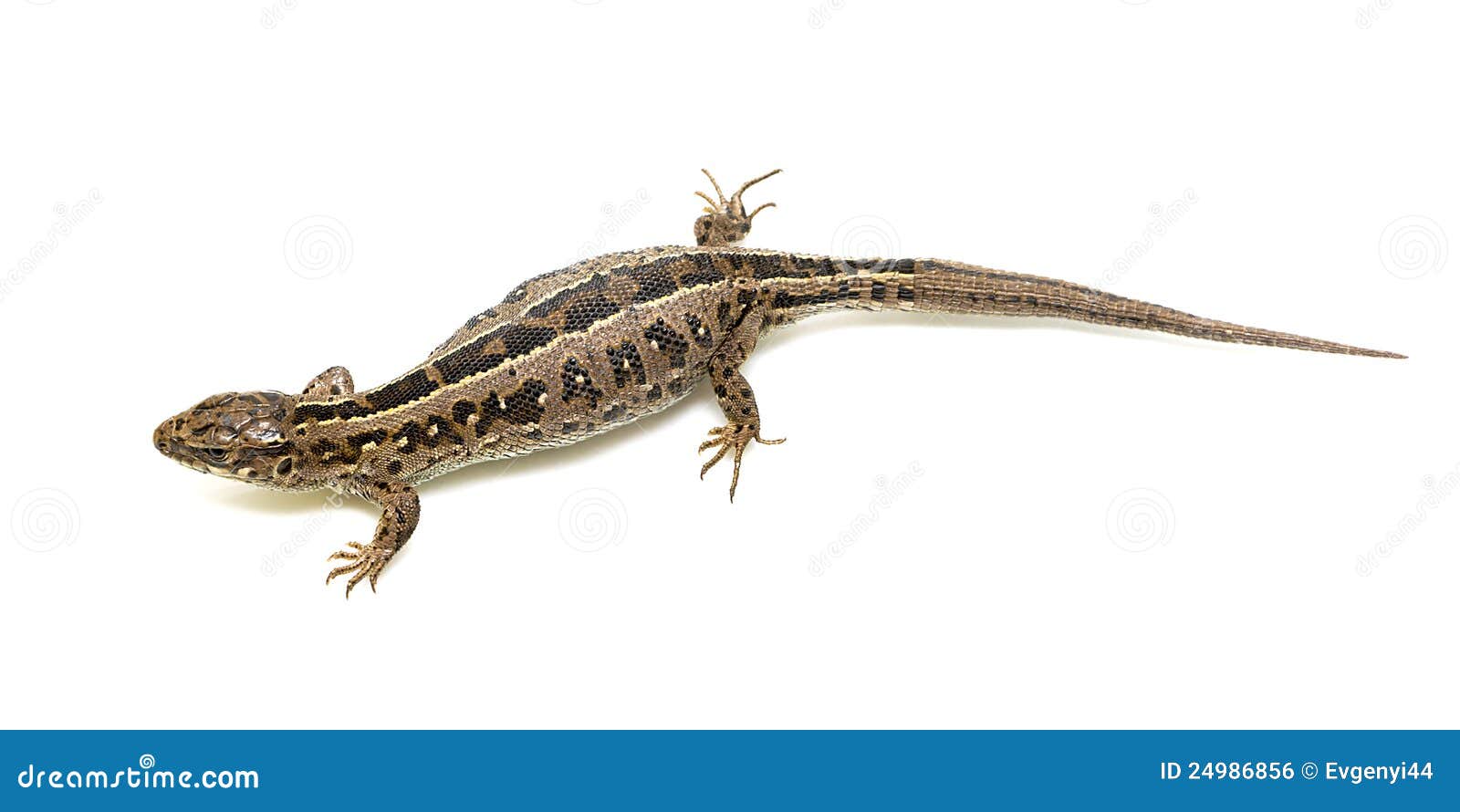 Lizard on white background stock photo. Image of horizontal - 24986856