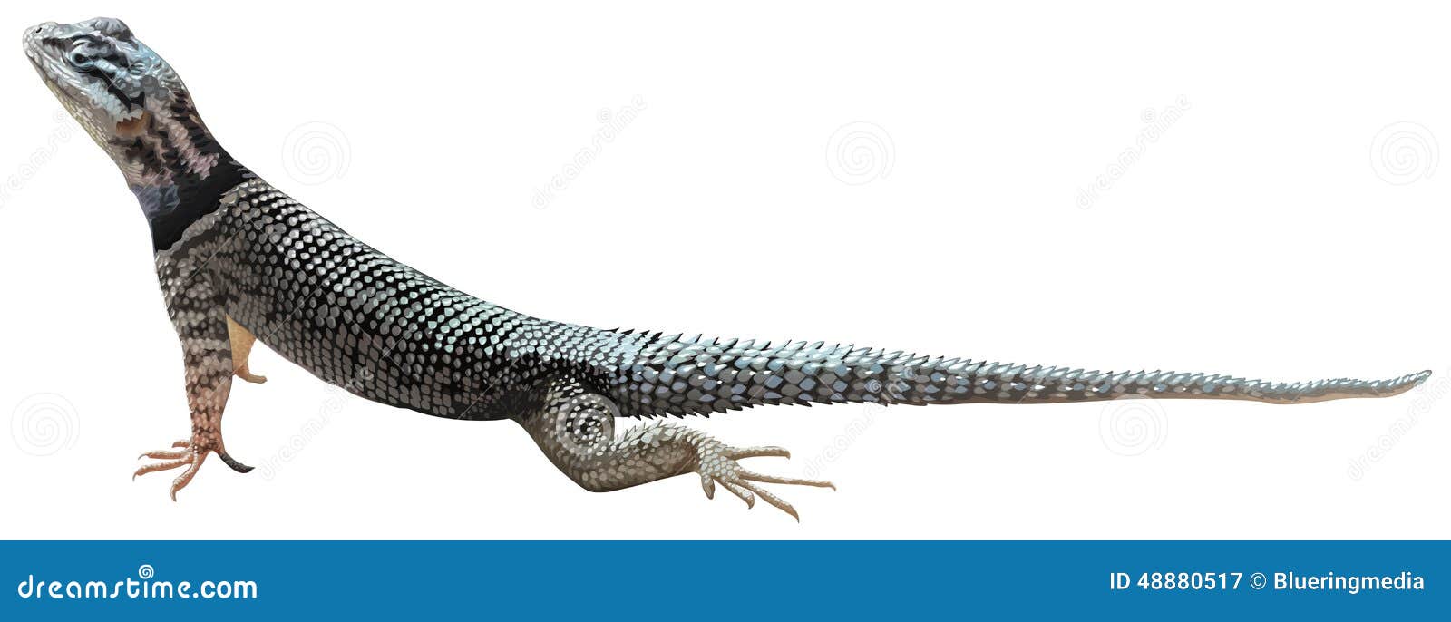 A lizard stock illustration. Illustration of casineria - 48880517