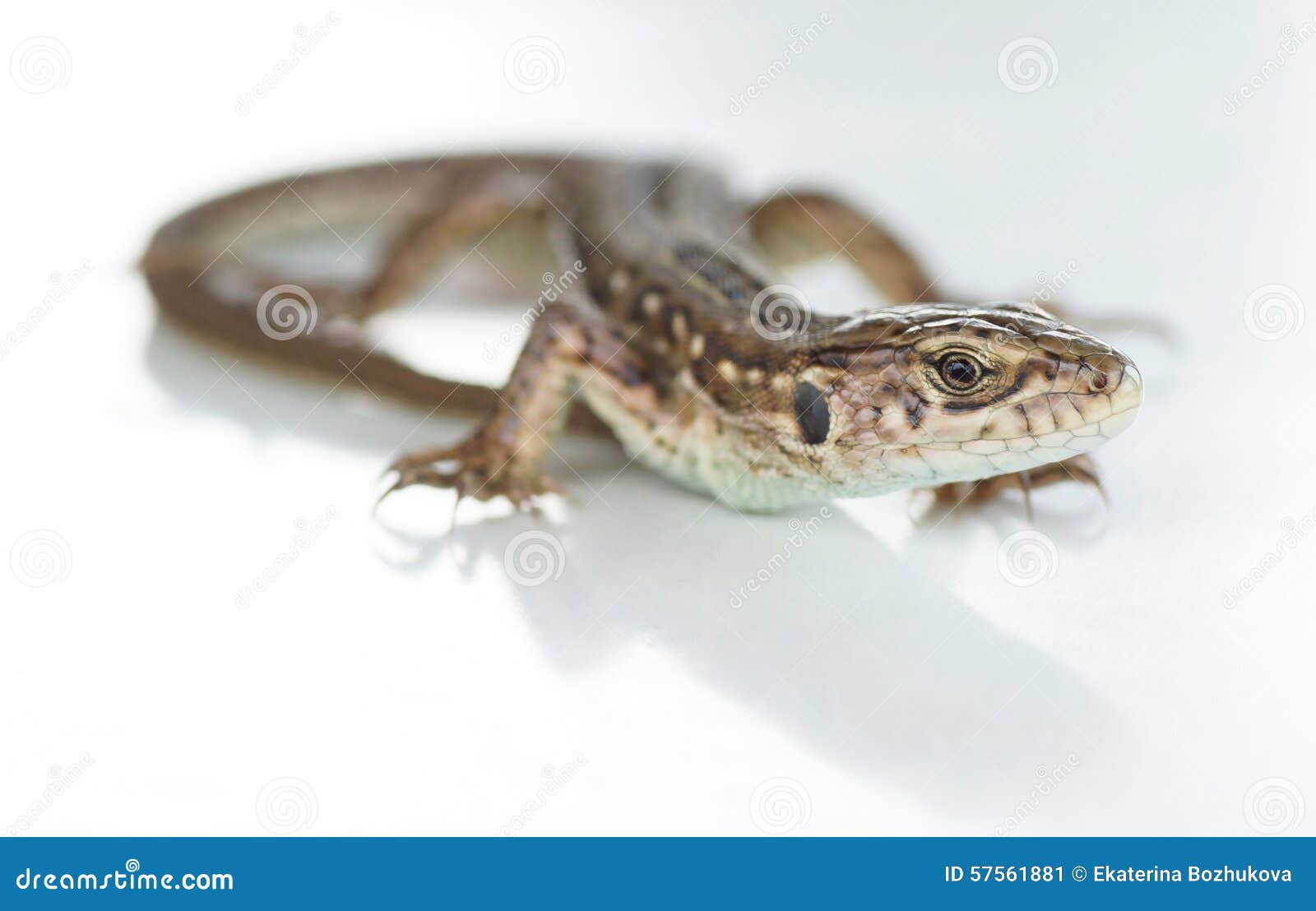 Lizard on a White Background. Stock Image - Image of tail, dragon: 57561881