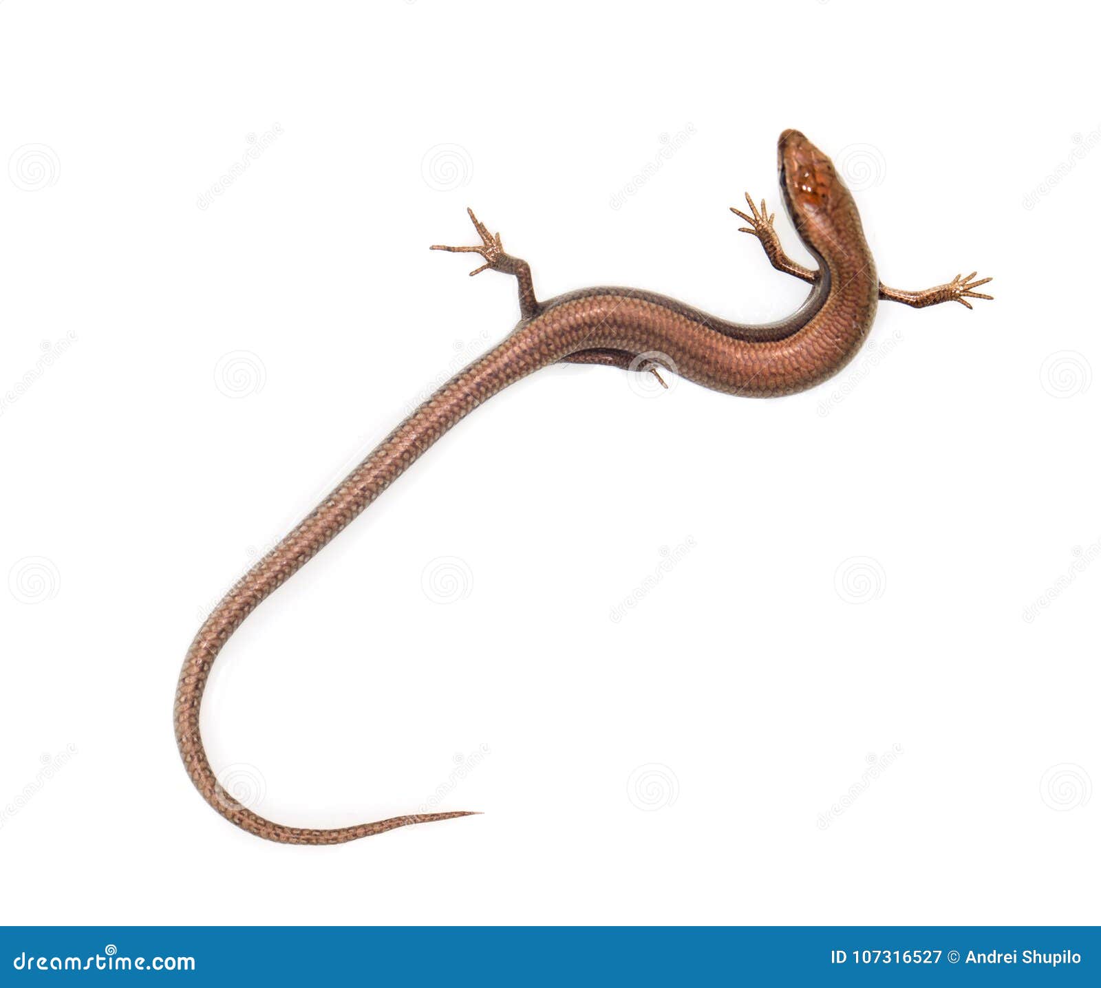 Lizard on a White Background Stock Image - Image of organism, color ...