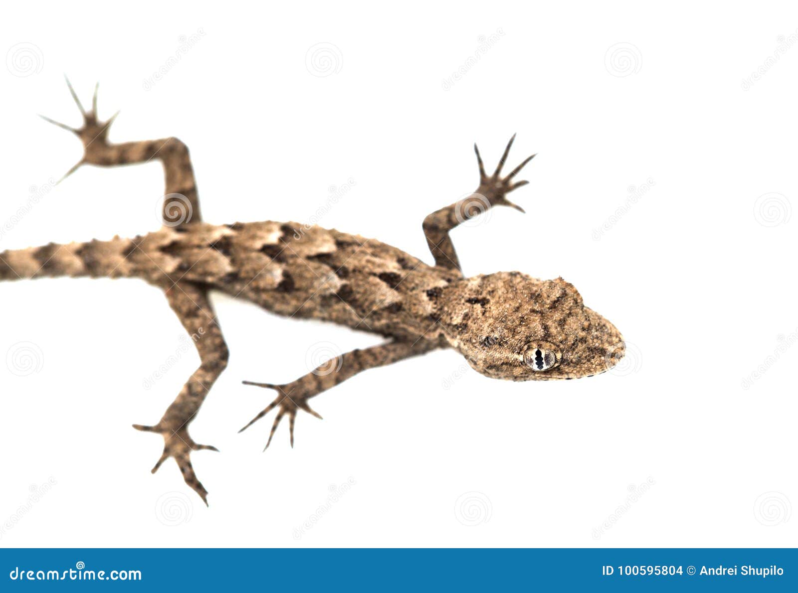 Lizard on a White Background. Macro Stock Photo - Image of ears, small ...