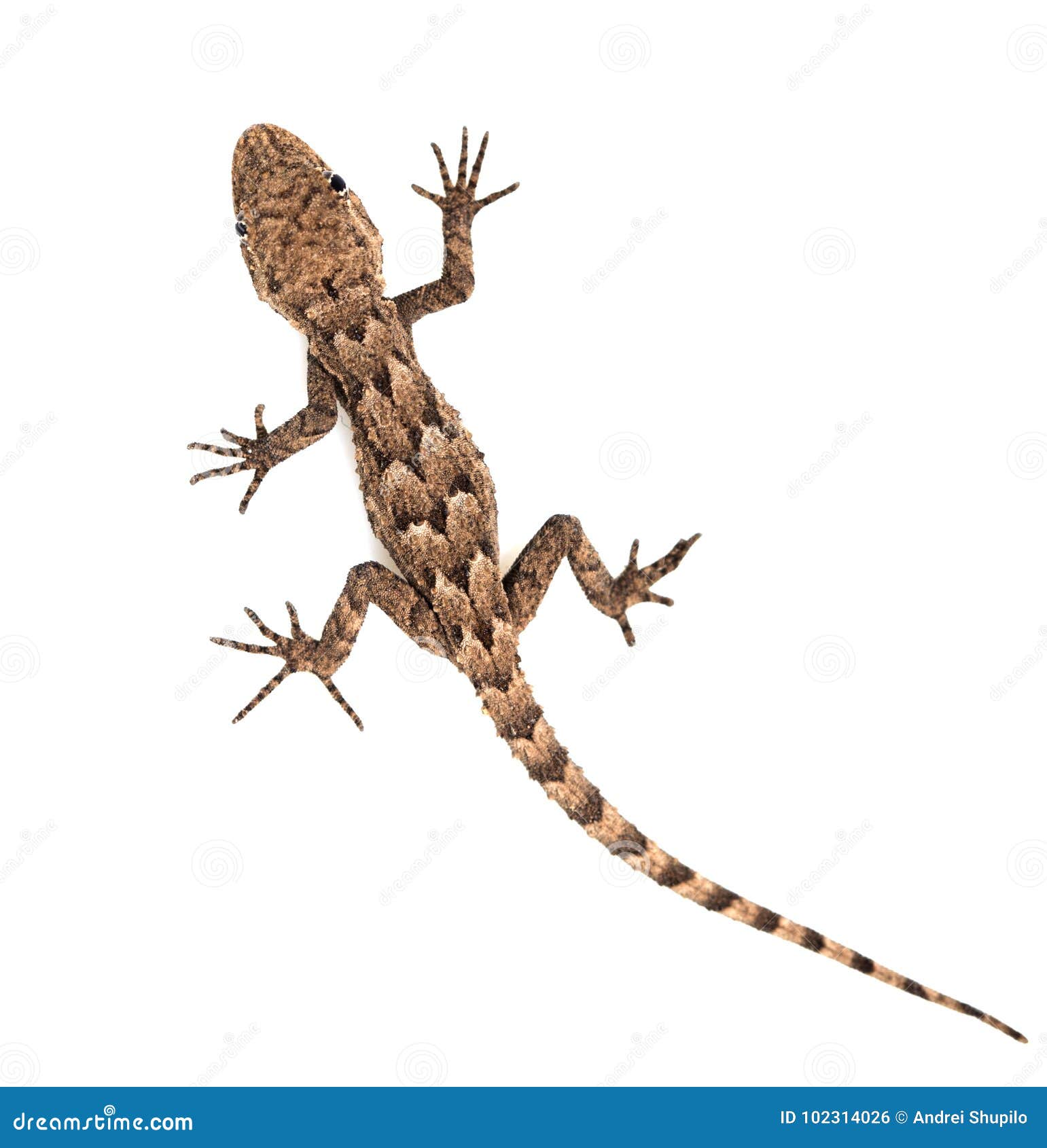 Lizard on a White Background. Macro Stock Photo - Image of crawling ...
