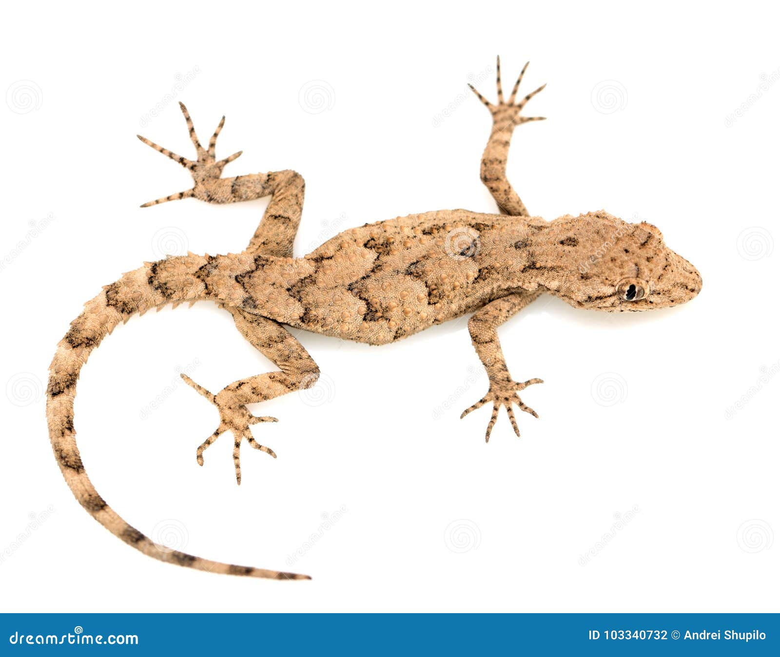 Lizard on a White Background. Macro Stock Photo - Image of lizard ...