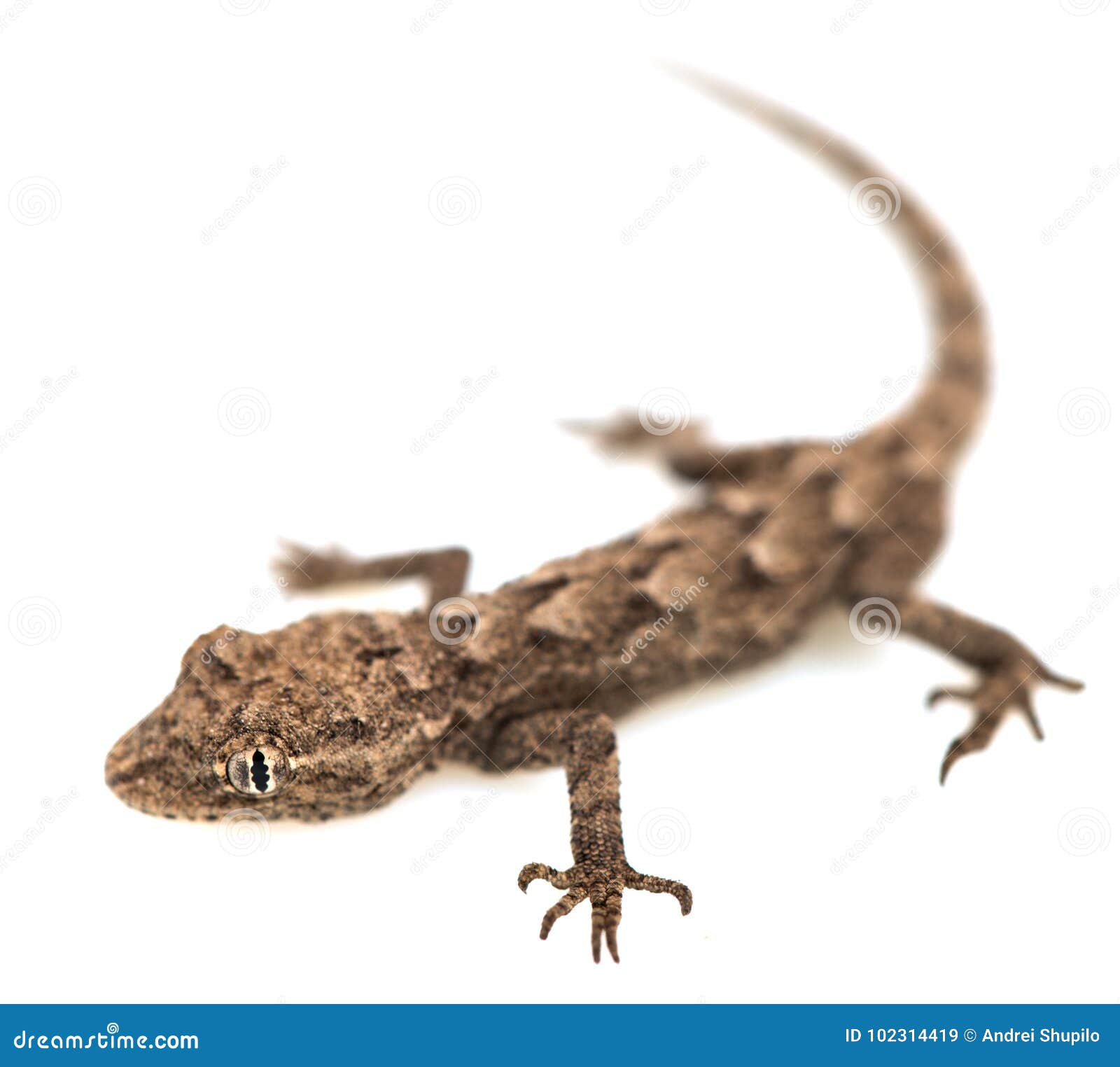 Lizard on a White Background. Macro Stock Image - Image of lace, dragon ...