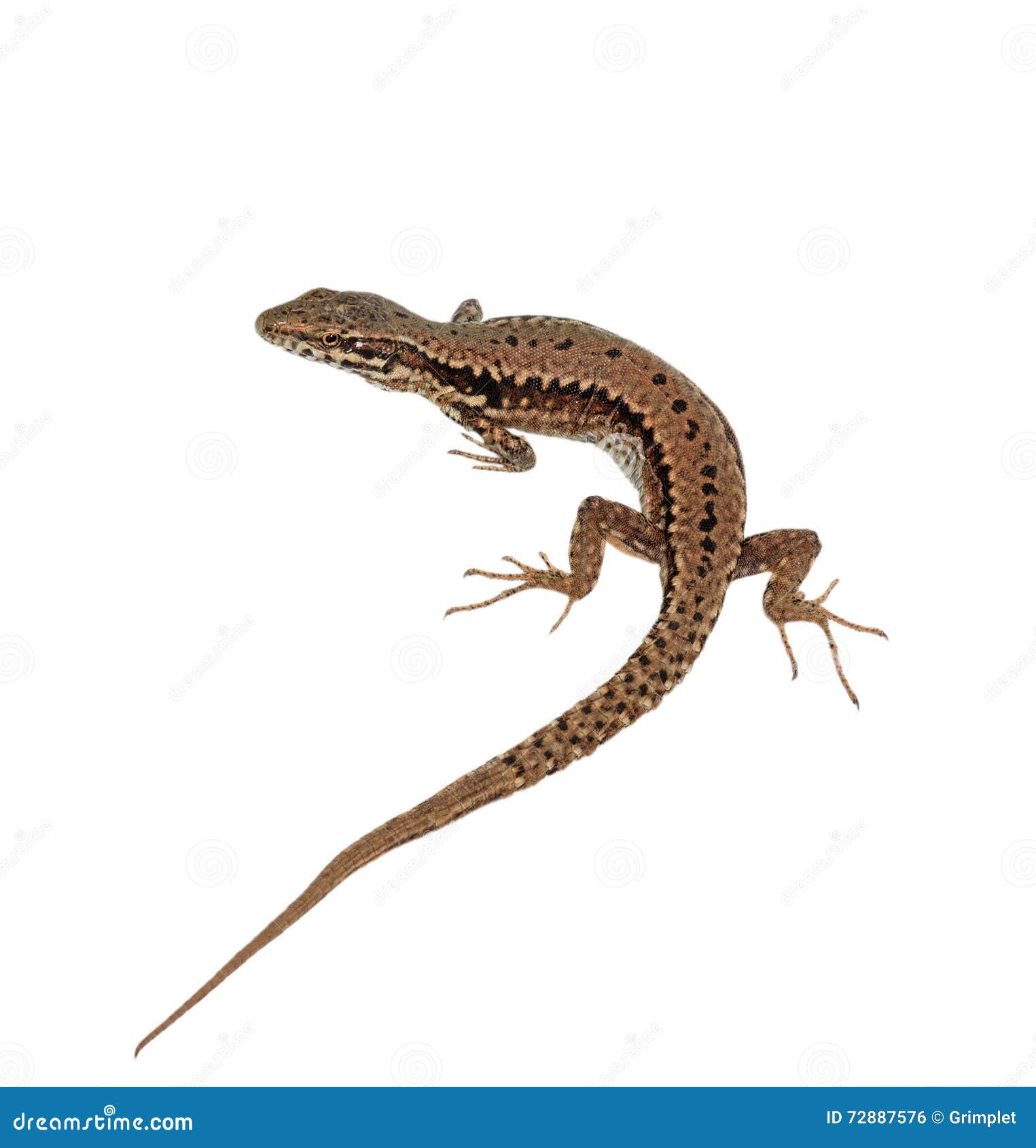 Lizard on white background stock photo. Image of small - 72887576