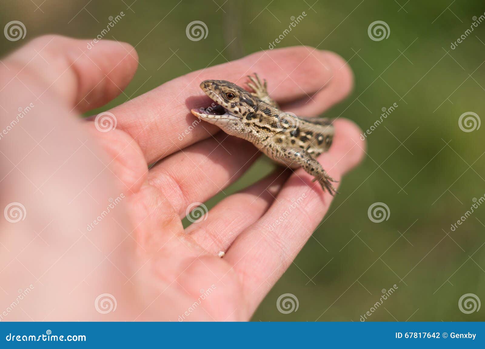 Lizard stock photo. Image of mouth, reptiles, human, countryside - 67817642