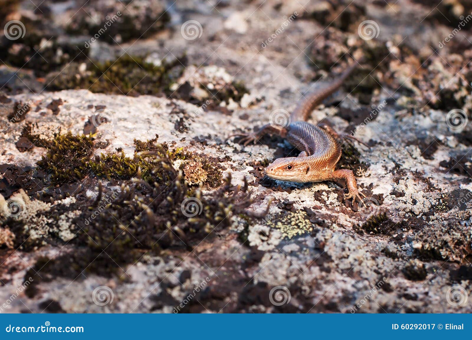 Lizard, Wild Animal, Reptile on Rock. Outdoor Stock Image - Image of ...