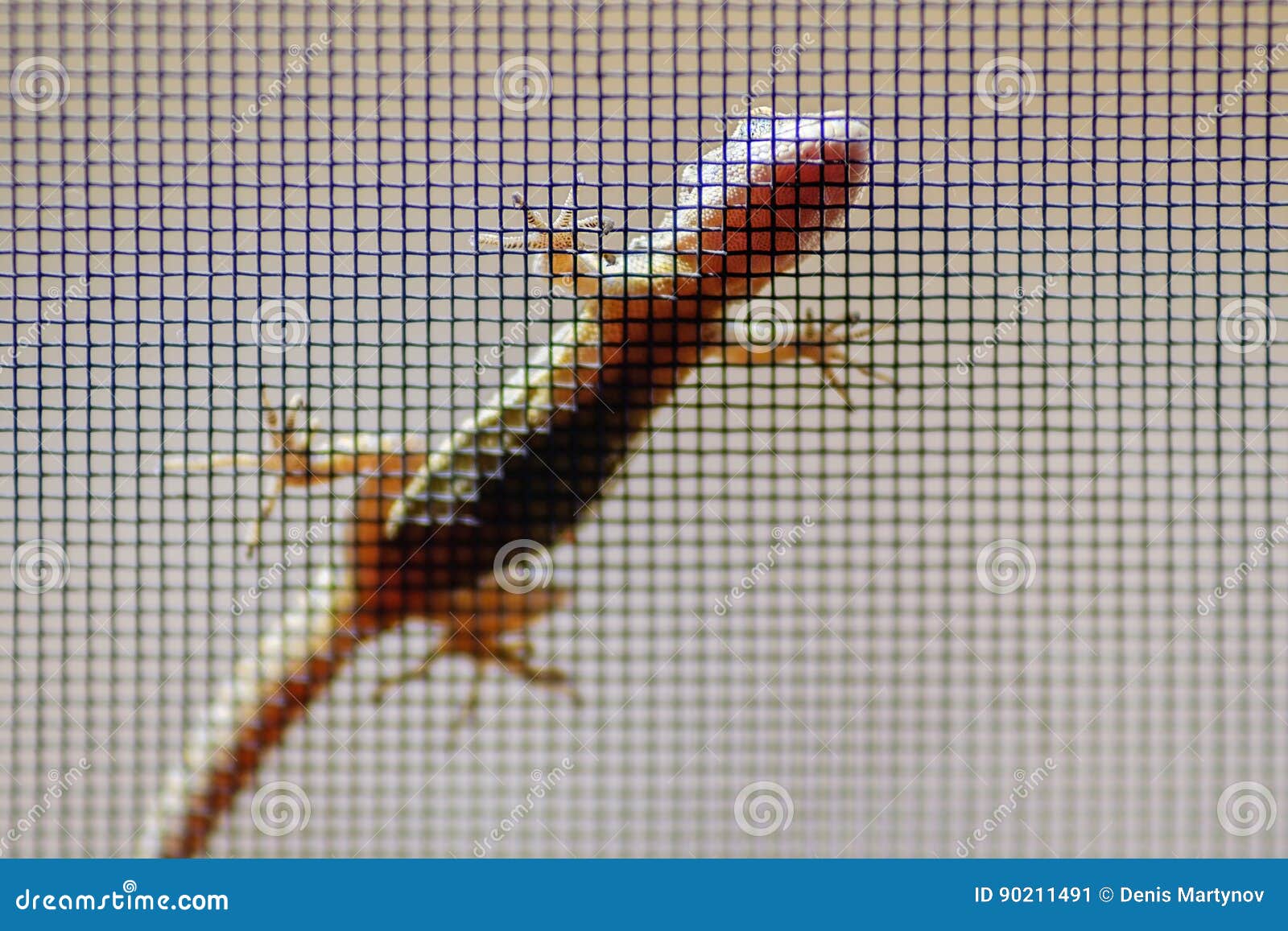Lizard on window net 2 stock image. Image of small, abstract - 90211491