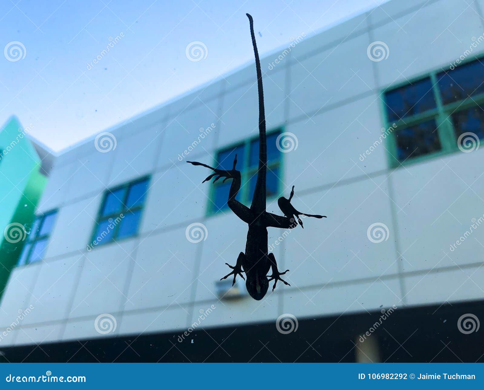 Lizard on a Window Silhouette Stock Photo - Image of anole, northern ...