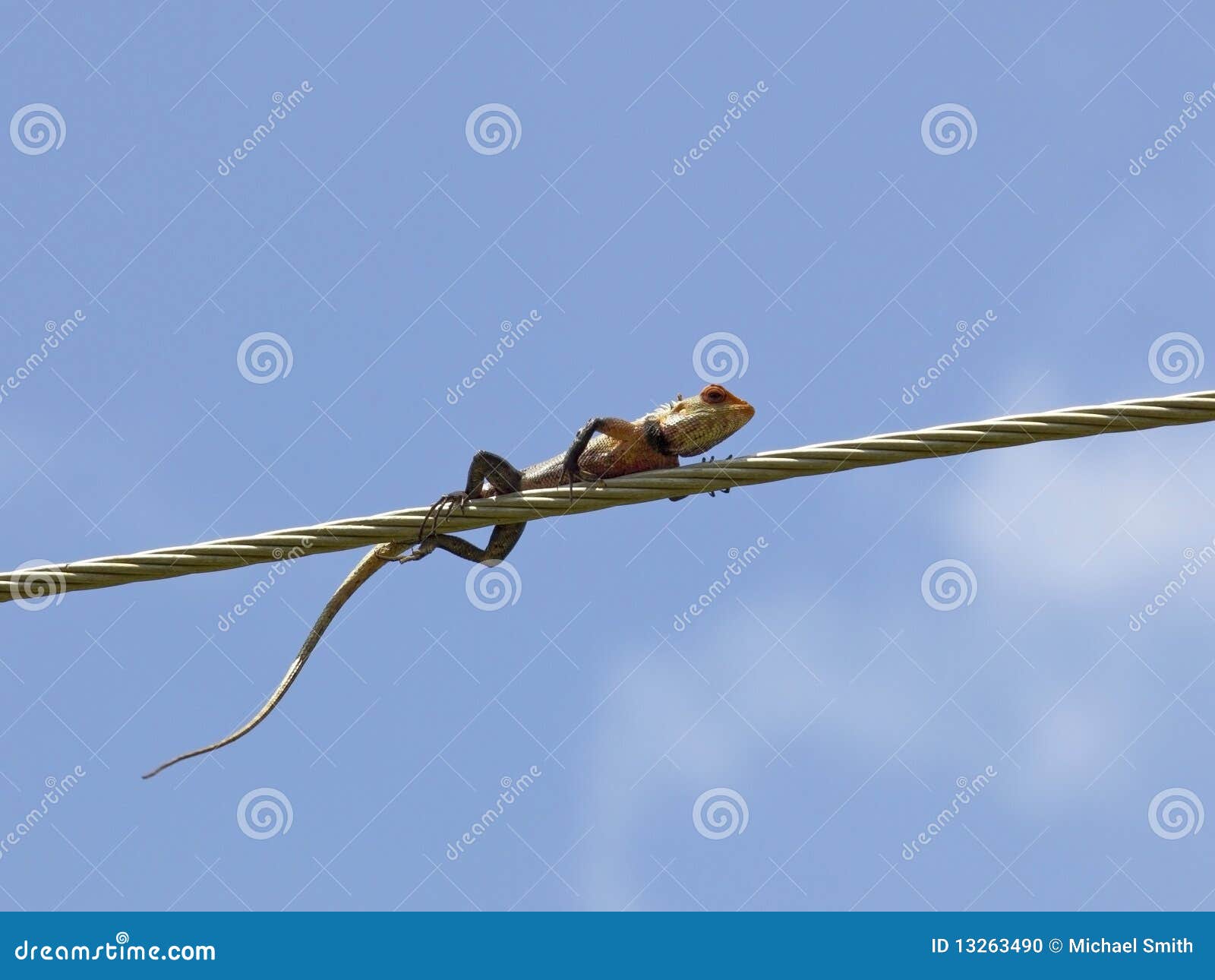 Lizard on a wire stock photo. Image of balance, holidays - 13263490
