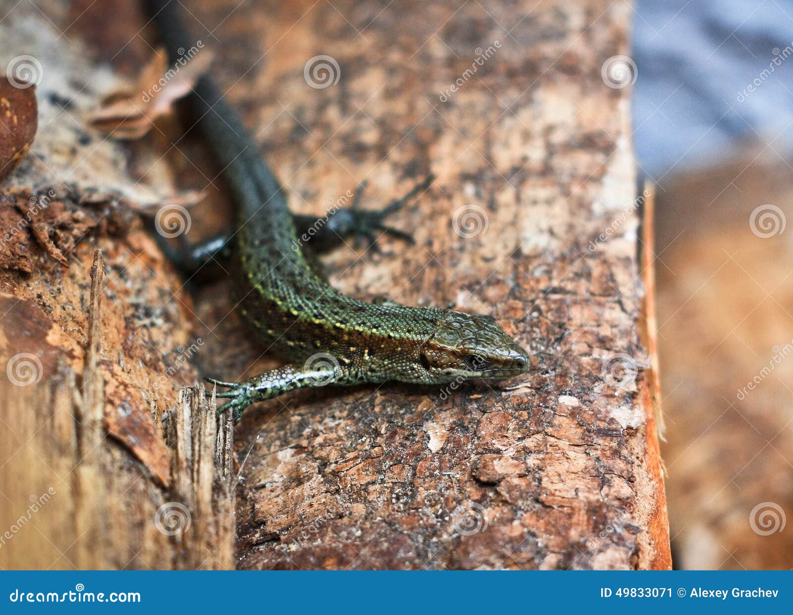 Lizard on the wood stock image. Image of closeup, green - 49833071