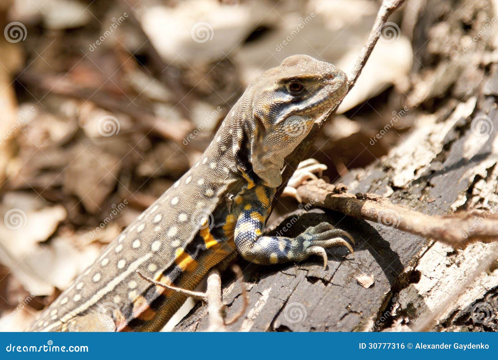 Lizard on wood stock photo. Image of branch, side, single - 30777316