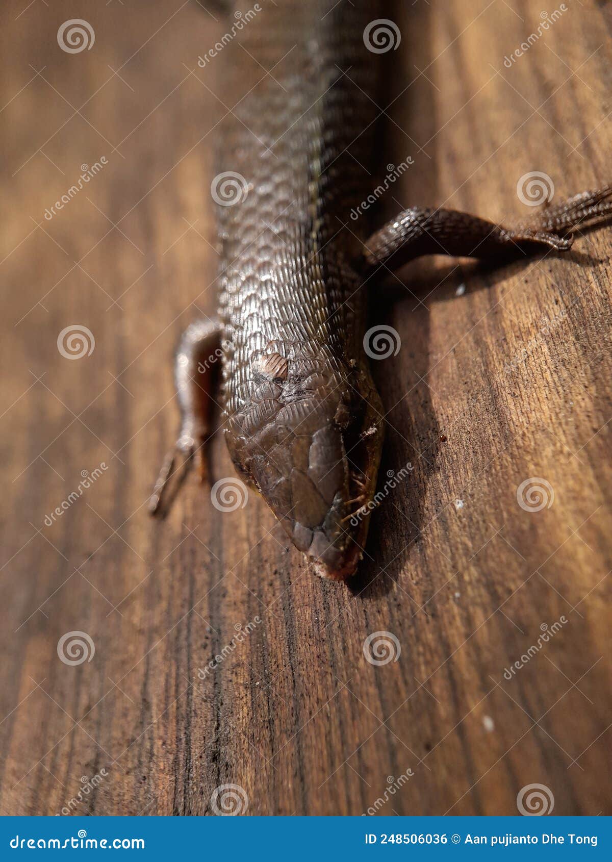 Lizard on the Wood Table.animals,fauna Stock Photo - Image of arthropod ...