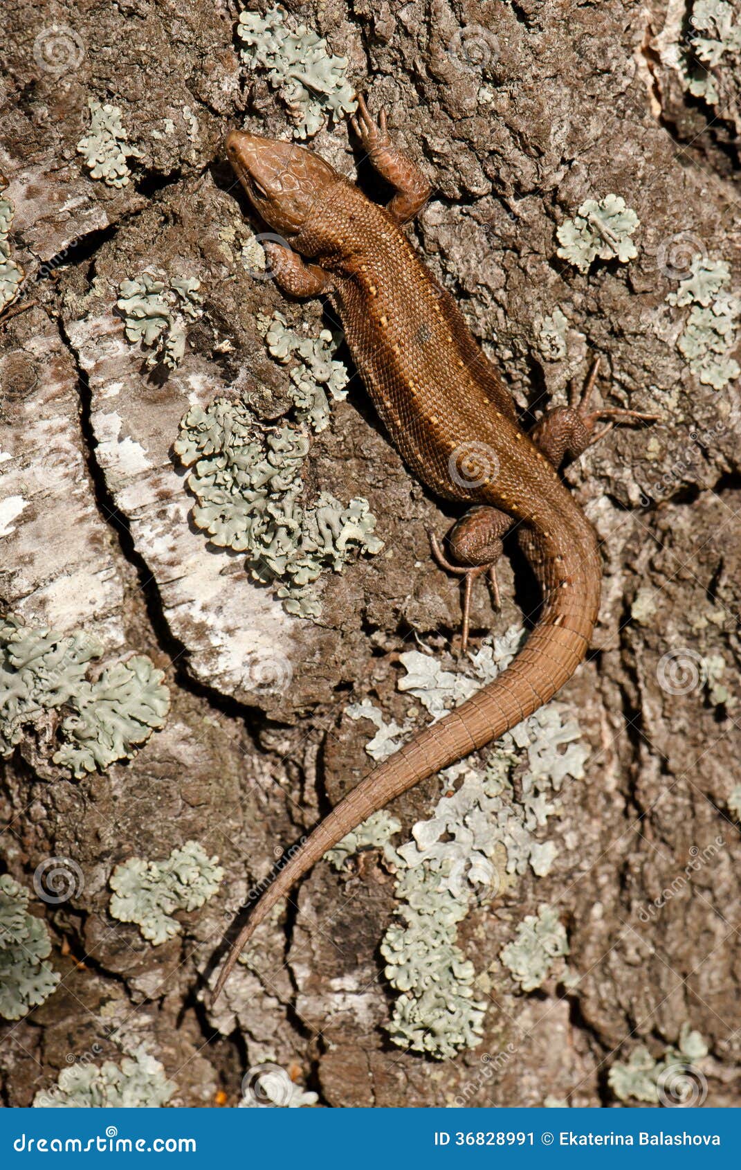 Lizard on wood table stock image. Image of natural, small - 36828991