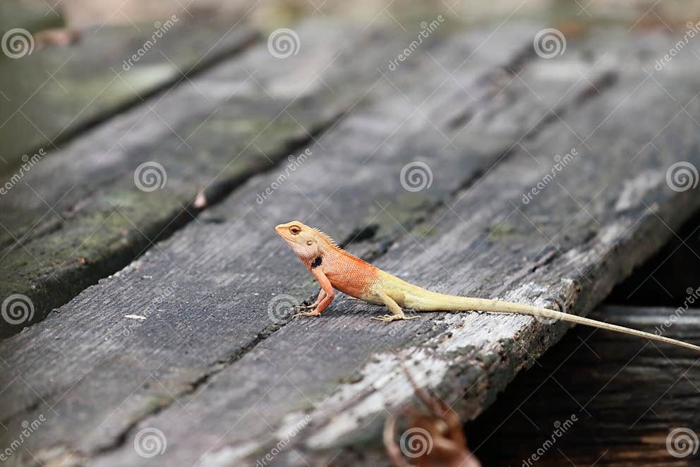 Lizard on wooden bridge stock photo. Image of climb, outdoor - 47513038