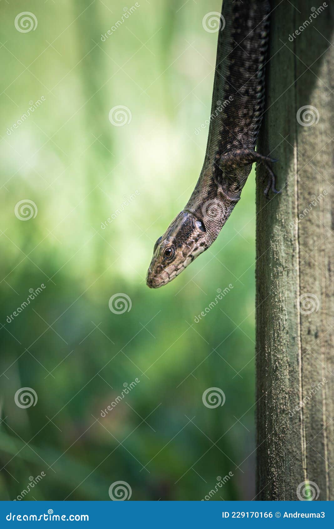 Lizard on a wooden post stock photo. Image of reptile - 229170166