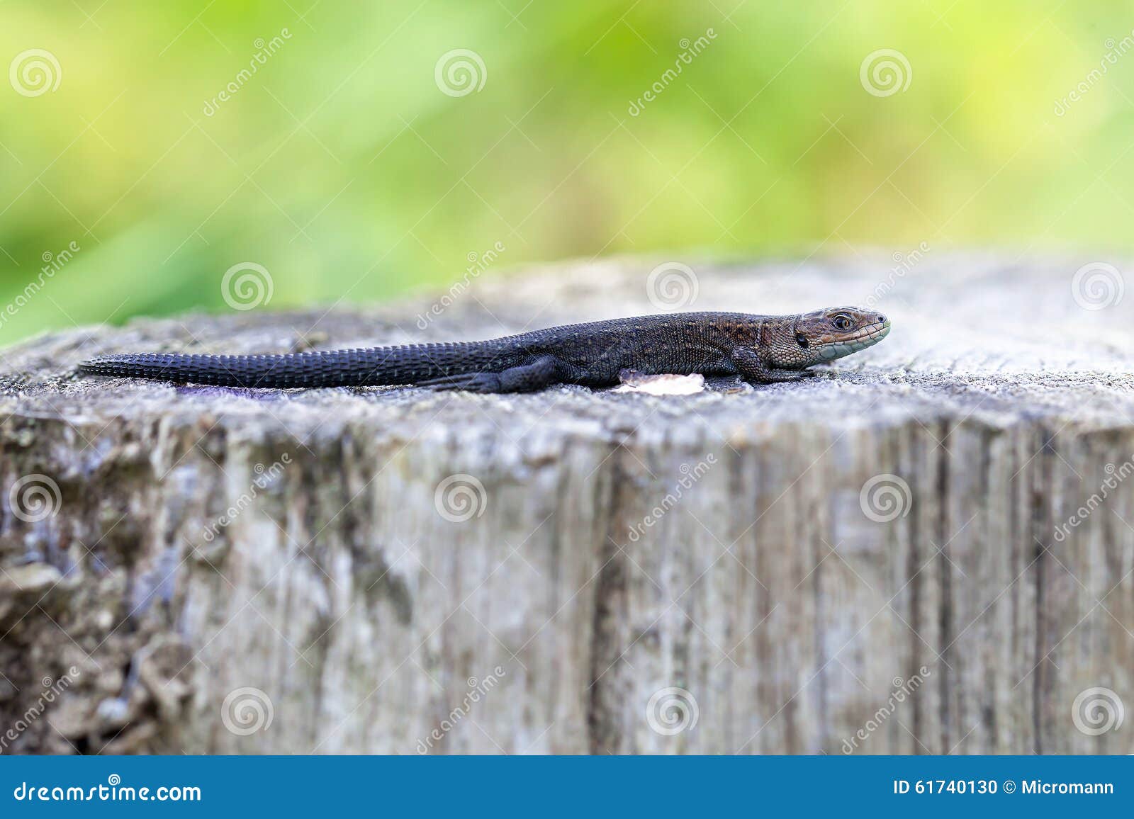 Lizard - wooden posts stock photo. Image of animal, closeup - 61740130