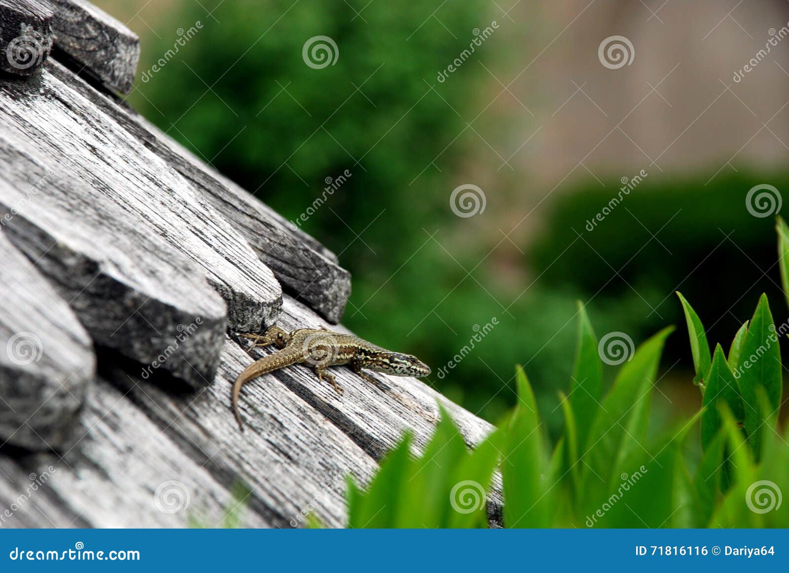 A Lizard On The Roof Tiles A Roof Top Of A House Stock Photography ...