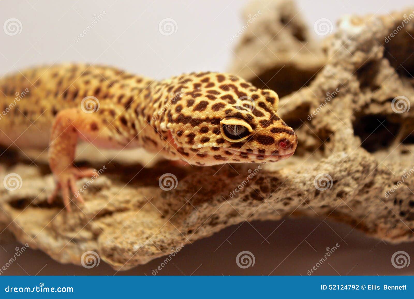 Lizard stock photo. Image of organism, yellow, lacertidae - 52124792