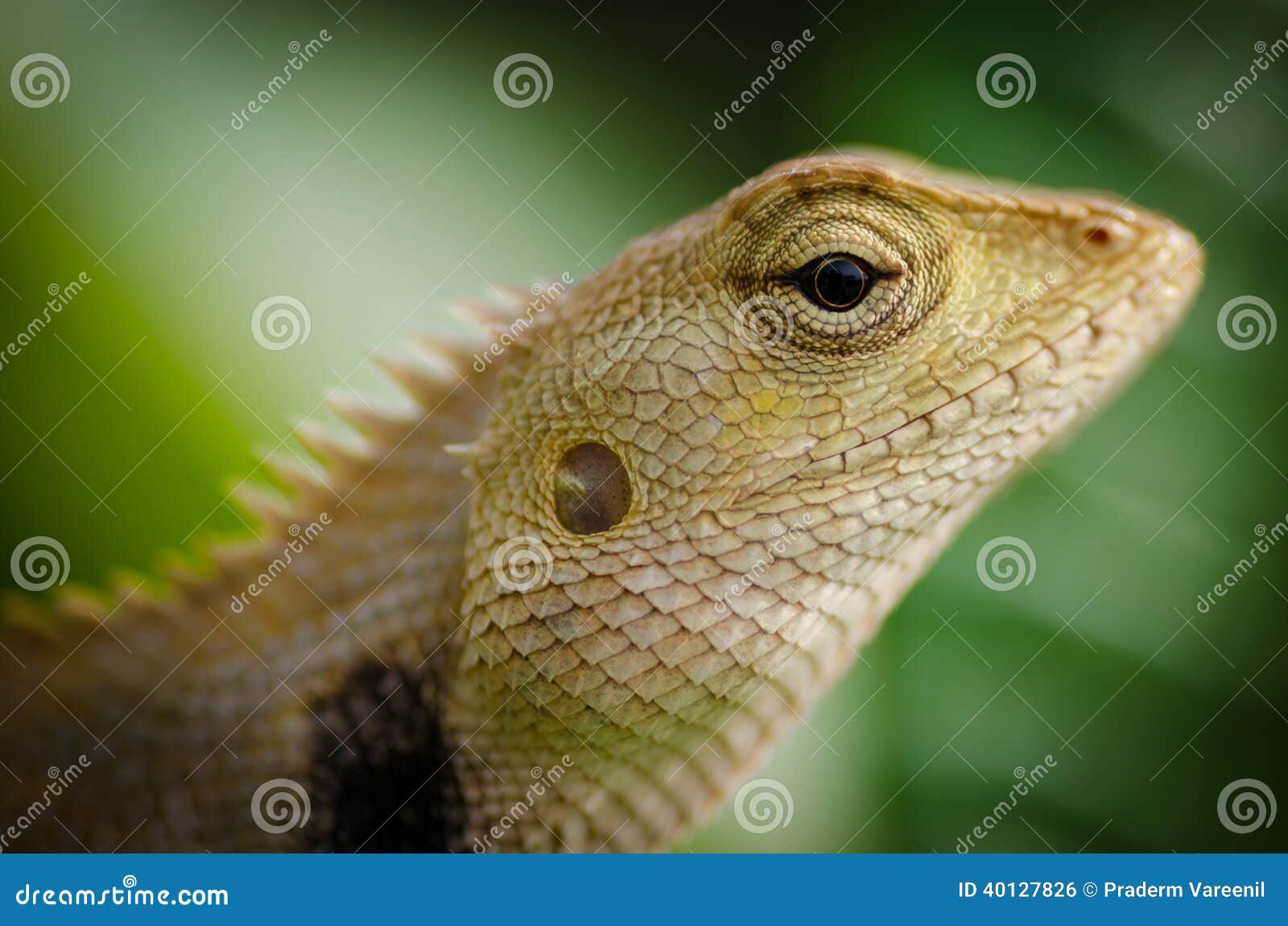 Lizard stock photo. Image of outdoors, close, reptiles - 40127826