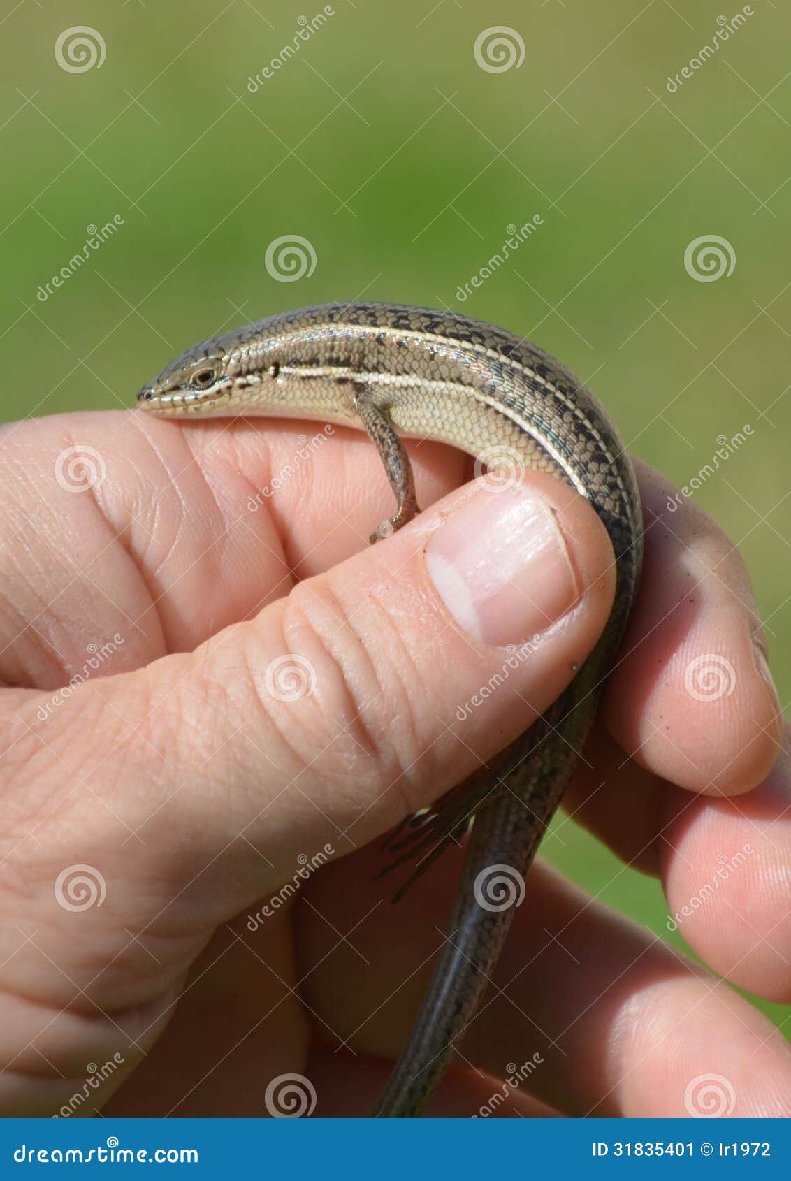Lizard in your hand stock image. Image of hold, fingers - 31835401