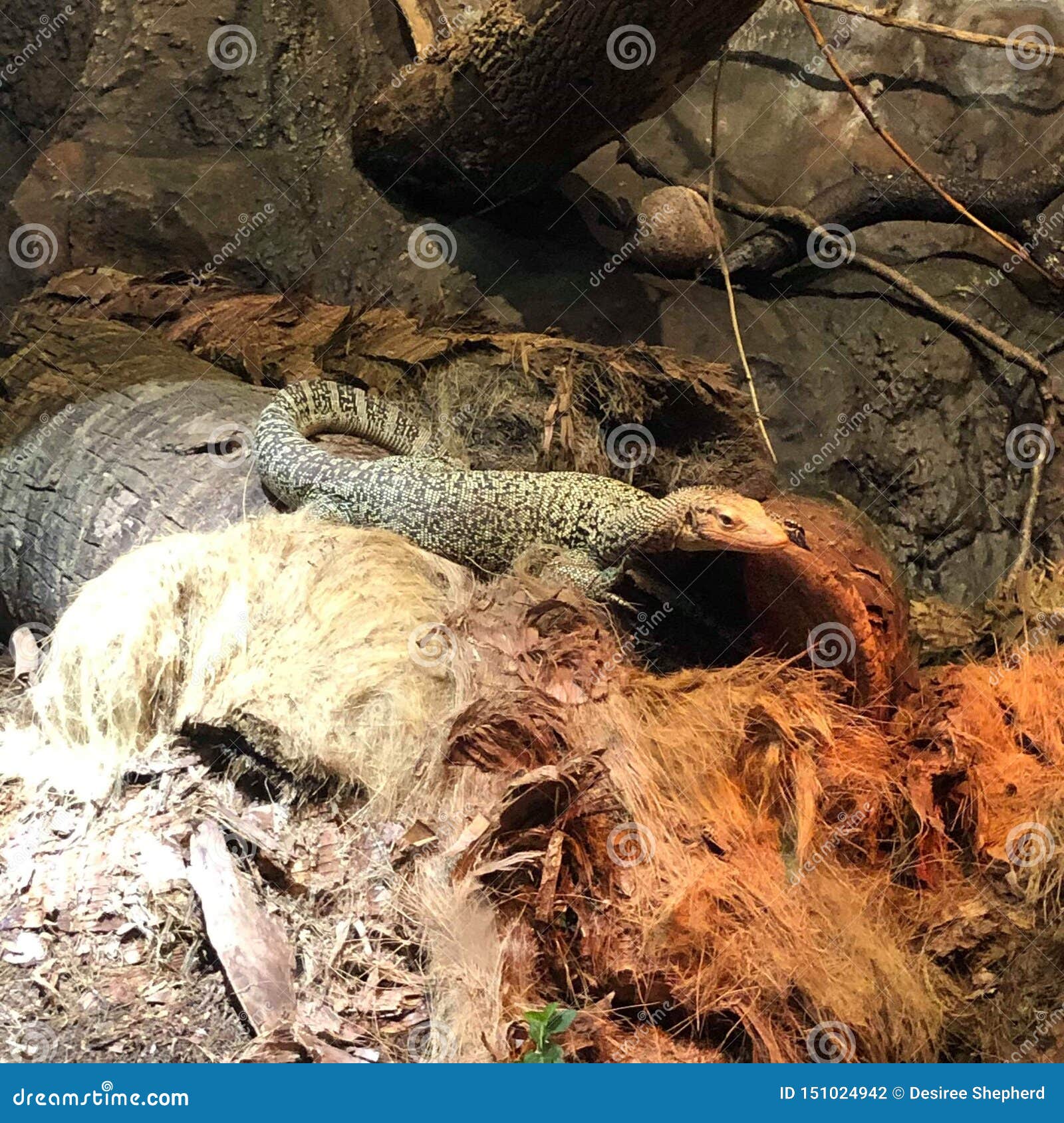 Lizard zoo stock photo. Image of outside, animal, lizard - 151024942