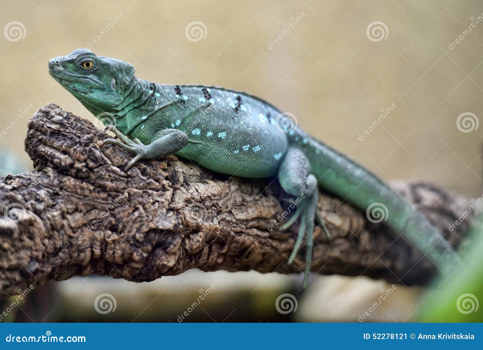 Lizard in the zoo stock image. Image of boulenger, guaianensis - 52278121
