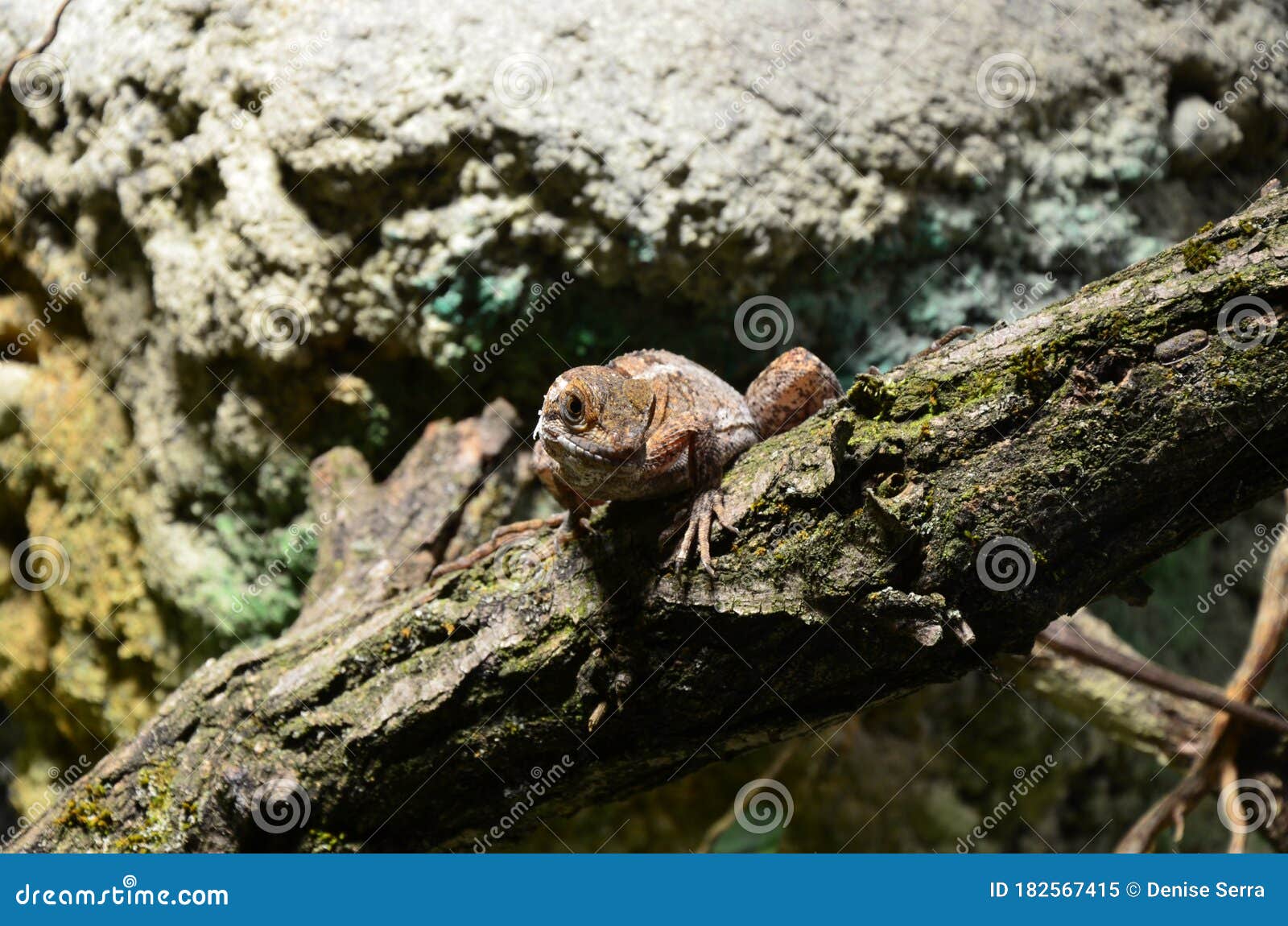 Lizard at the Zoo, Berlin Germany Stock Image - Image of macro, germany ...