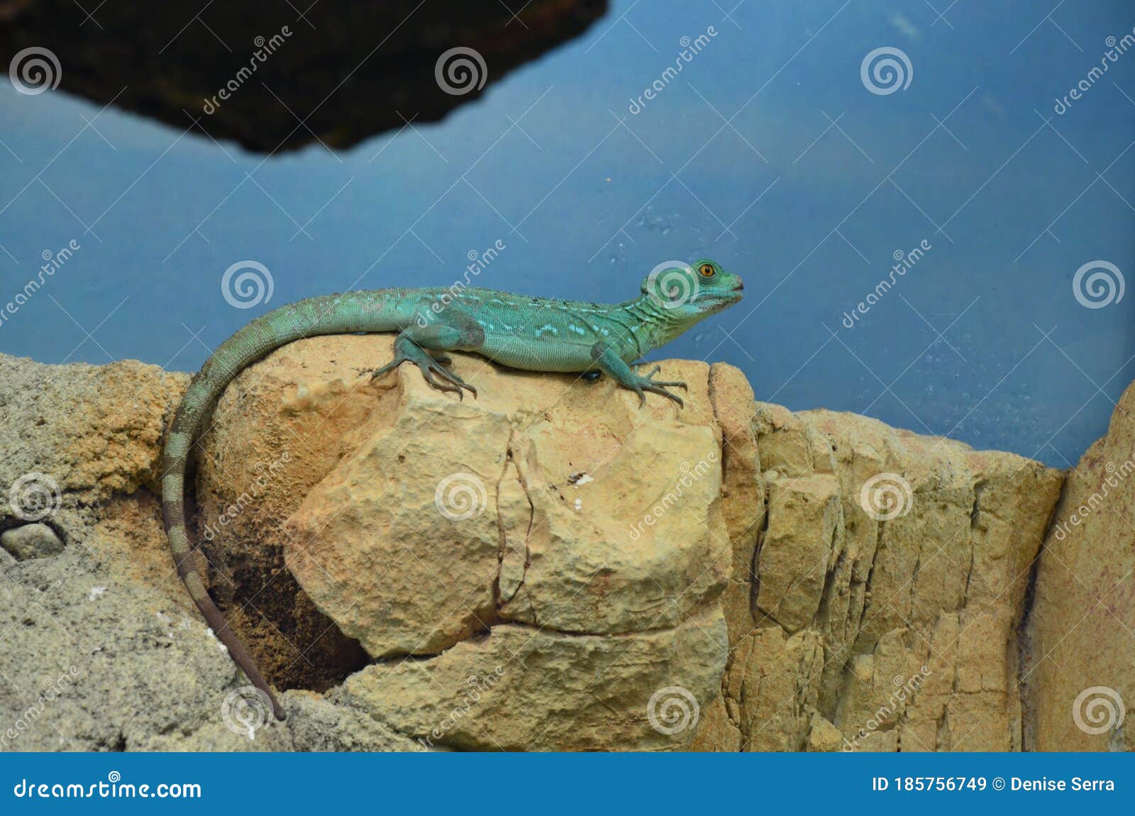 Lizard at the Zoo, Berlin Germany Stock Image - Image of colorful ...