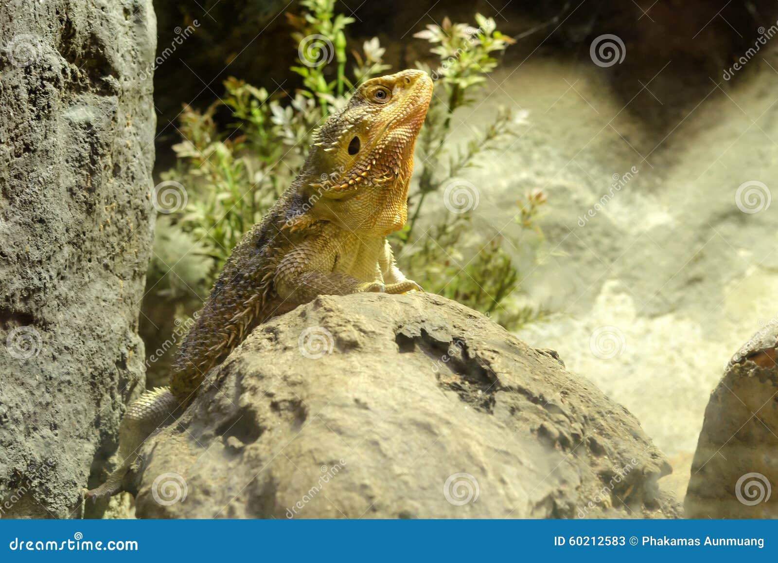 Lizard in the zoo stock image. Image of rainforest, nature - 60212583
