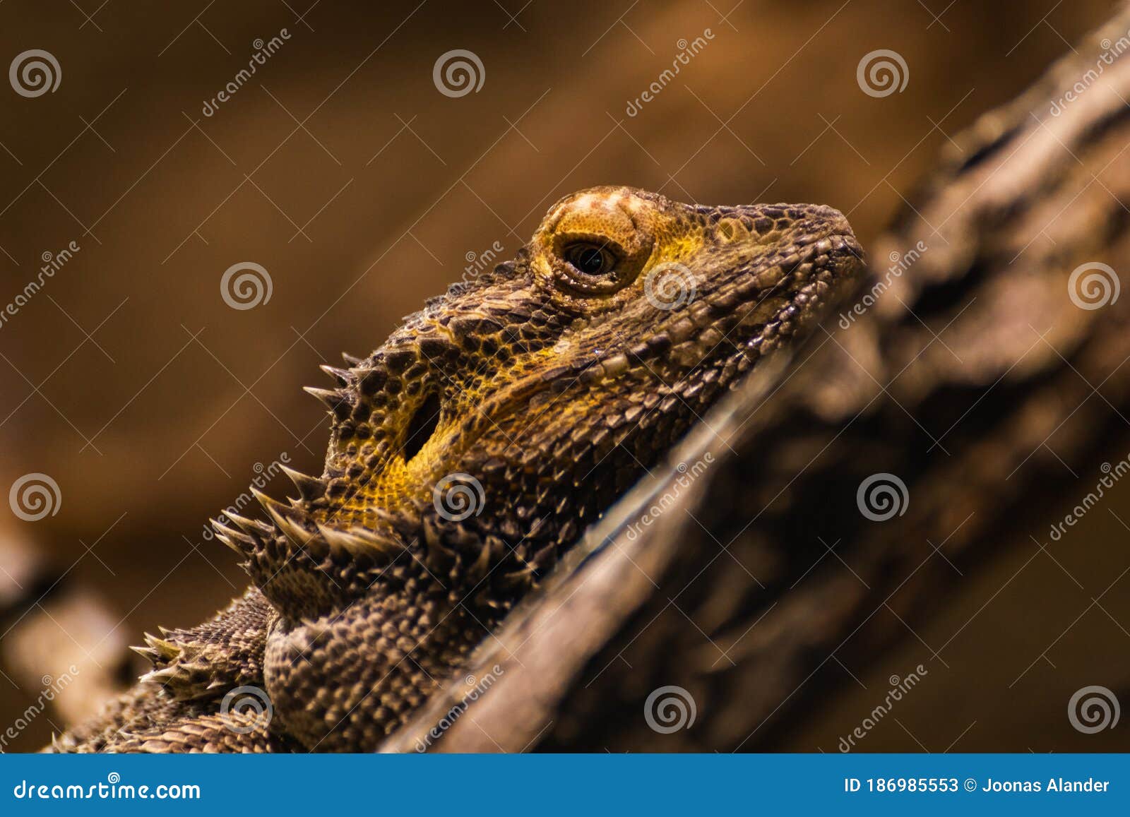 Lizard at a zoo stock image. Image of reptile, lizard - 186985553