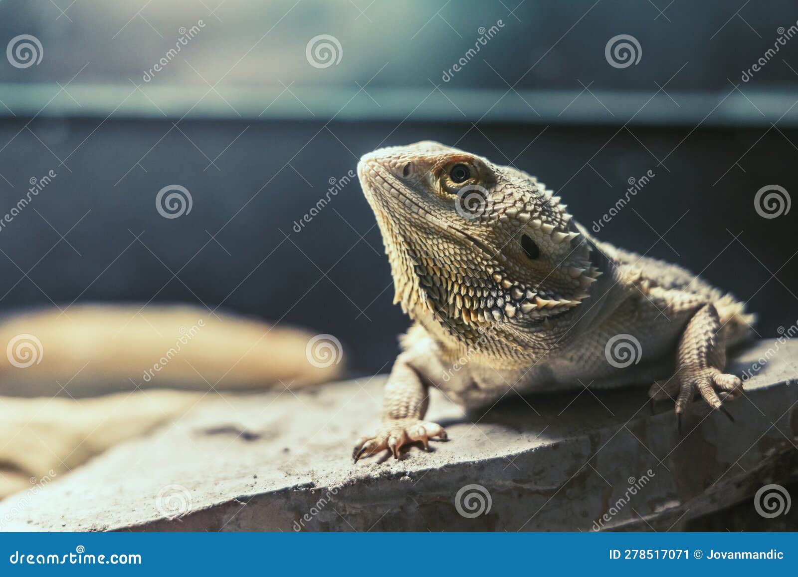 Lizard in the zoo stock image. Image of nature, alone - 278517071