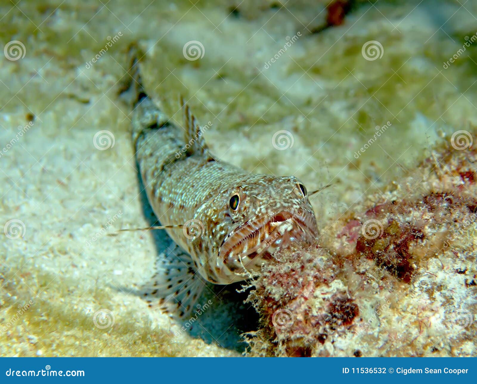 Lizardfish stock photo. Image of lizardfish, colorful - 11536532