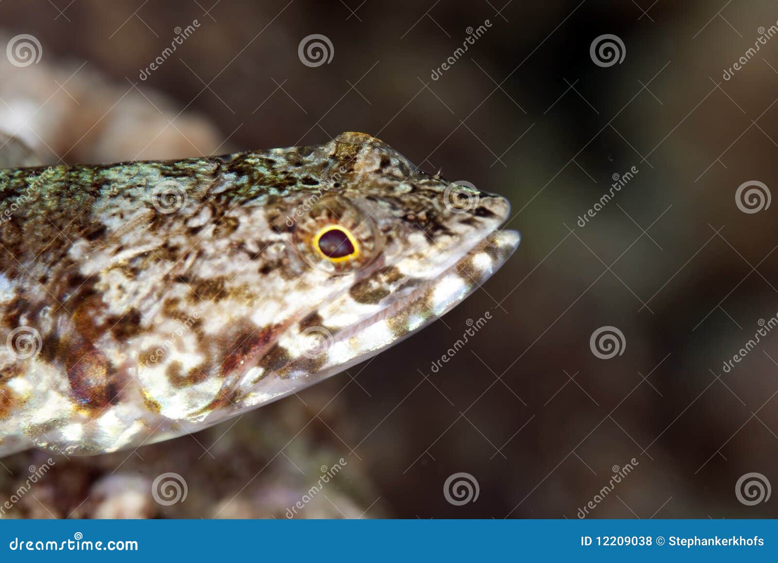 Lizardfish stock photo. Image of fish, copy, relaxation - 12209038