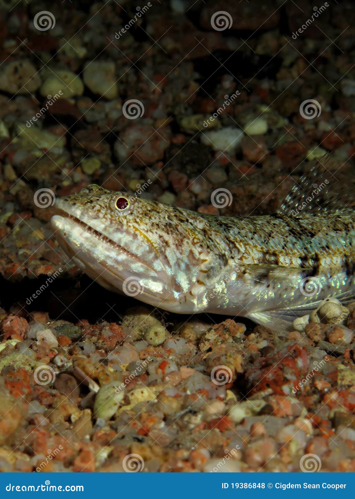Lizardfish stock photo. Image of common, vacation, hardcoral - 19386848