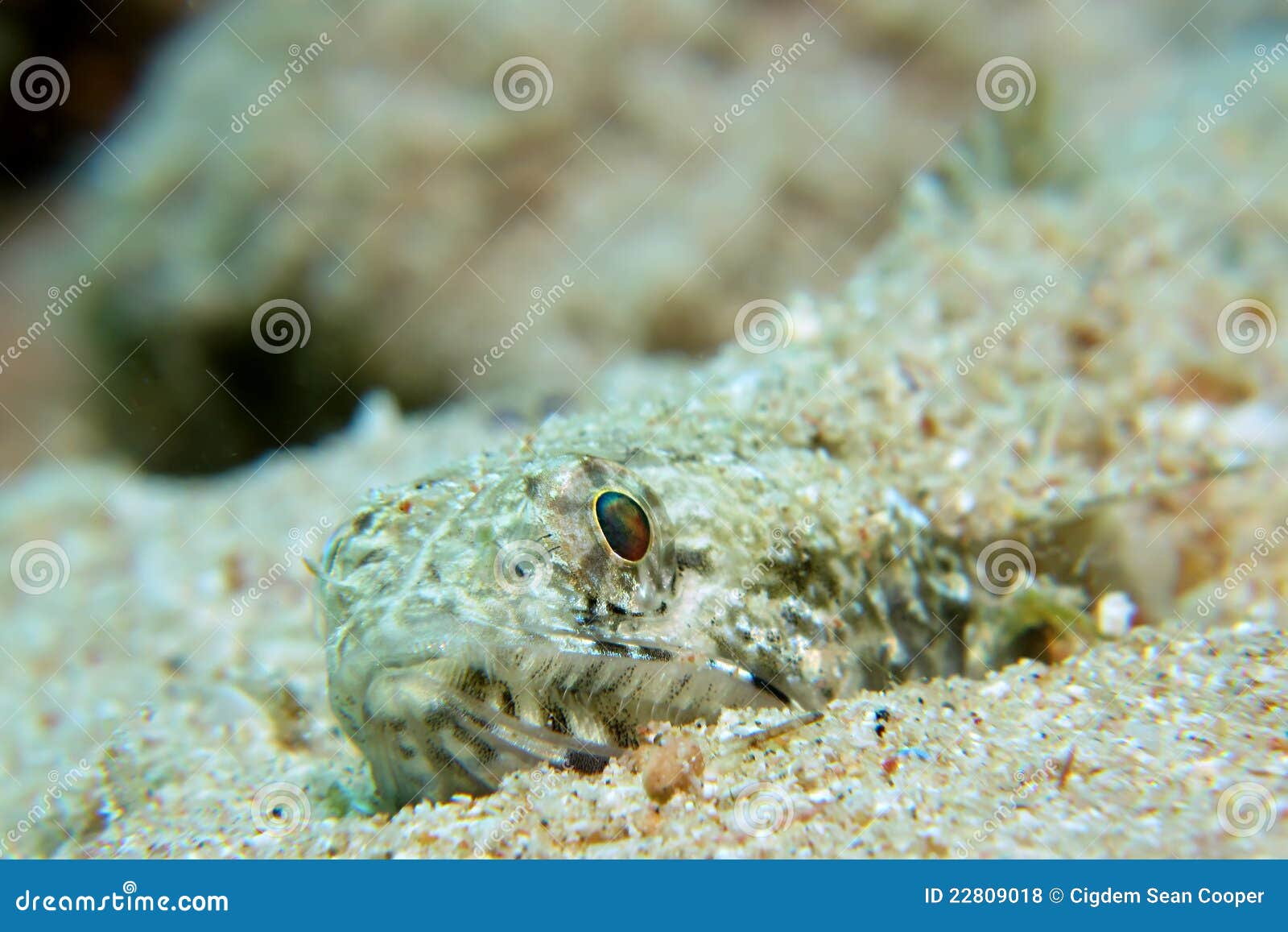 Lizardfish stock photo. Image of lizardfish, sand, underwater - 22809018